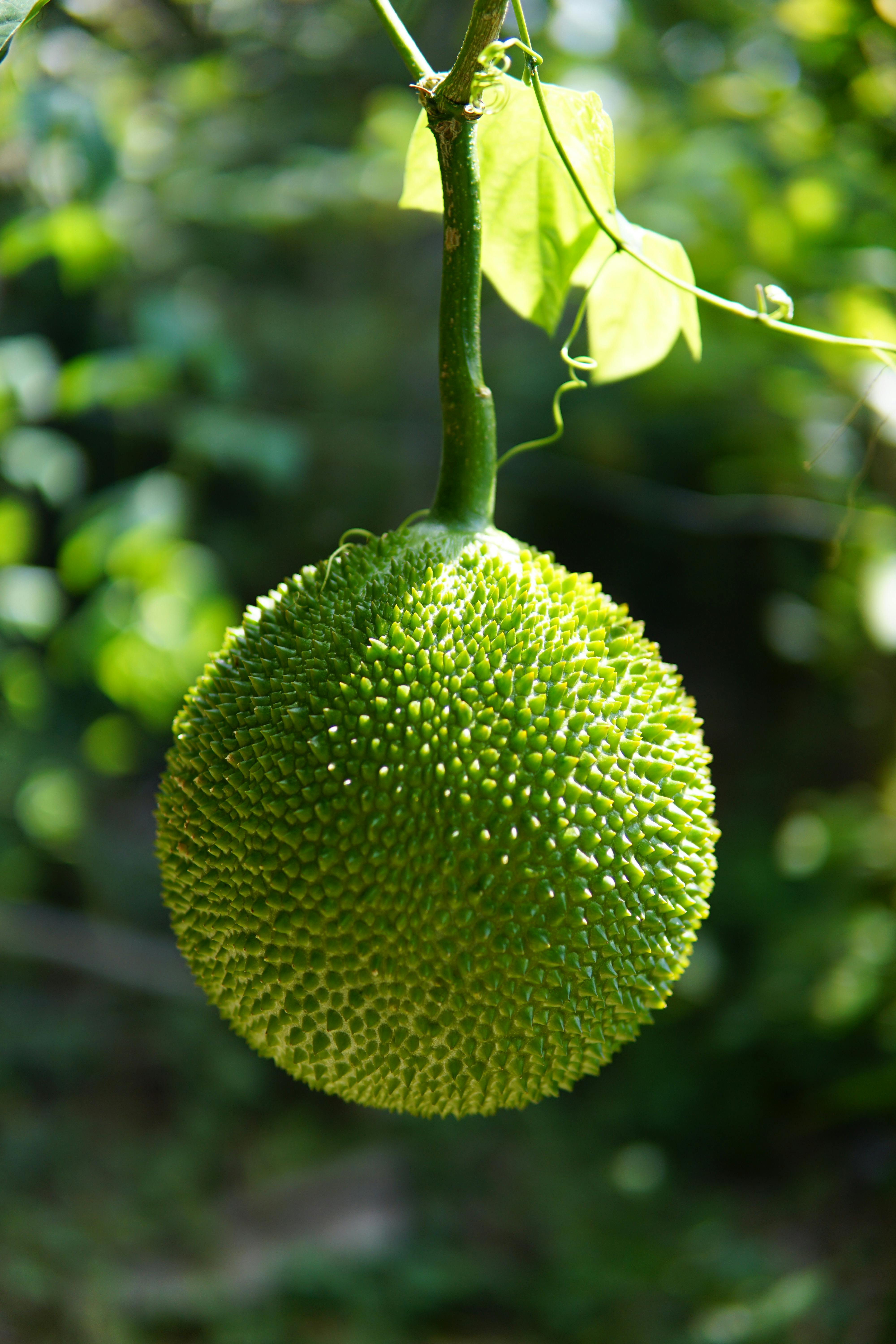 Jackfruit Photos, Download The BEST Free Jackfruit Stock Photos & HD Images
