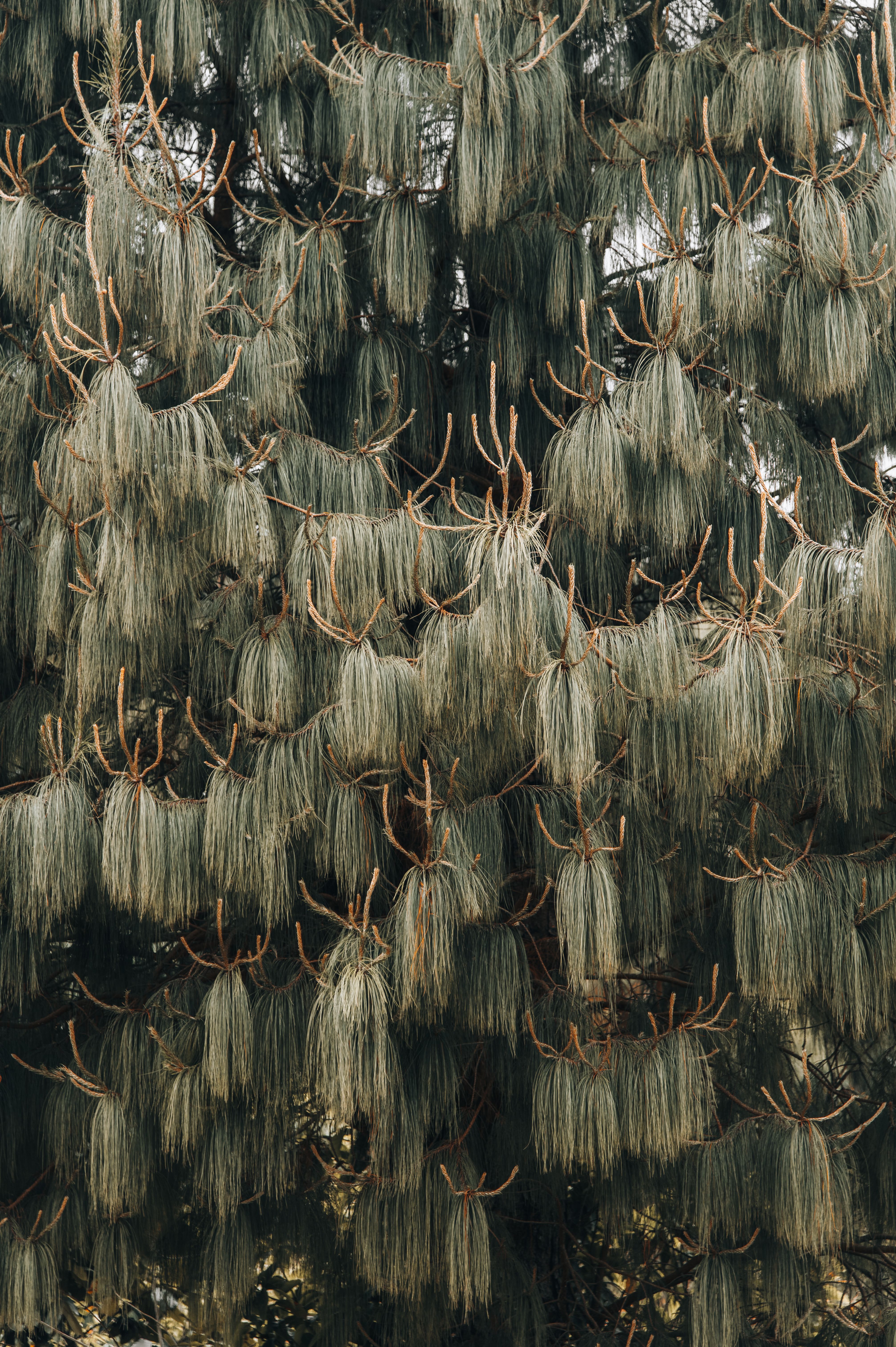 Close-up of a Conifer Tree · Free Stock Photo
