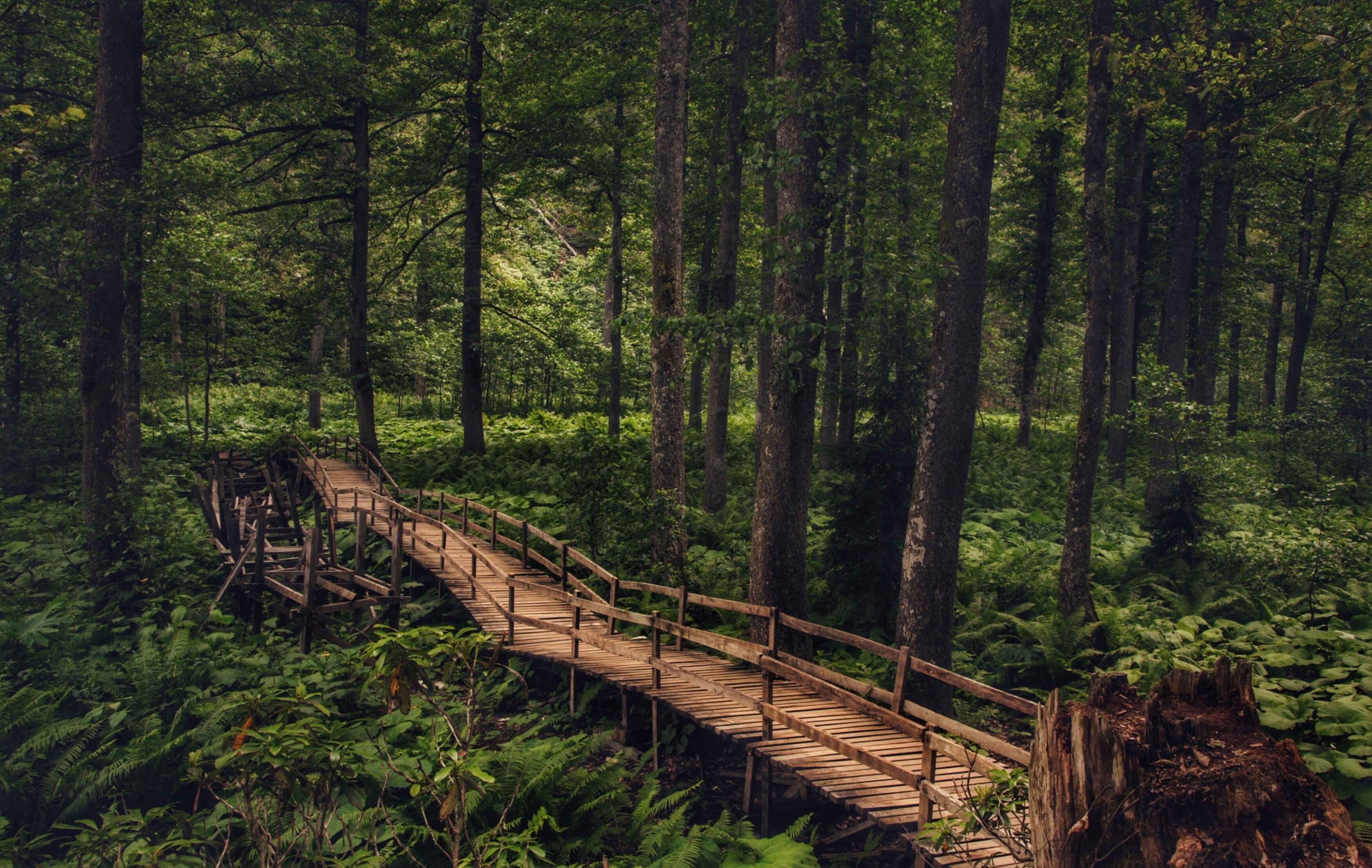 Green Scenery Wallpaper Photos, Download The BEST Free Green Scenery ...