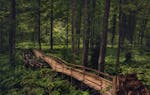 Forest Walk Photos, Download The BEST Free Forest Walk Stock Photos ...