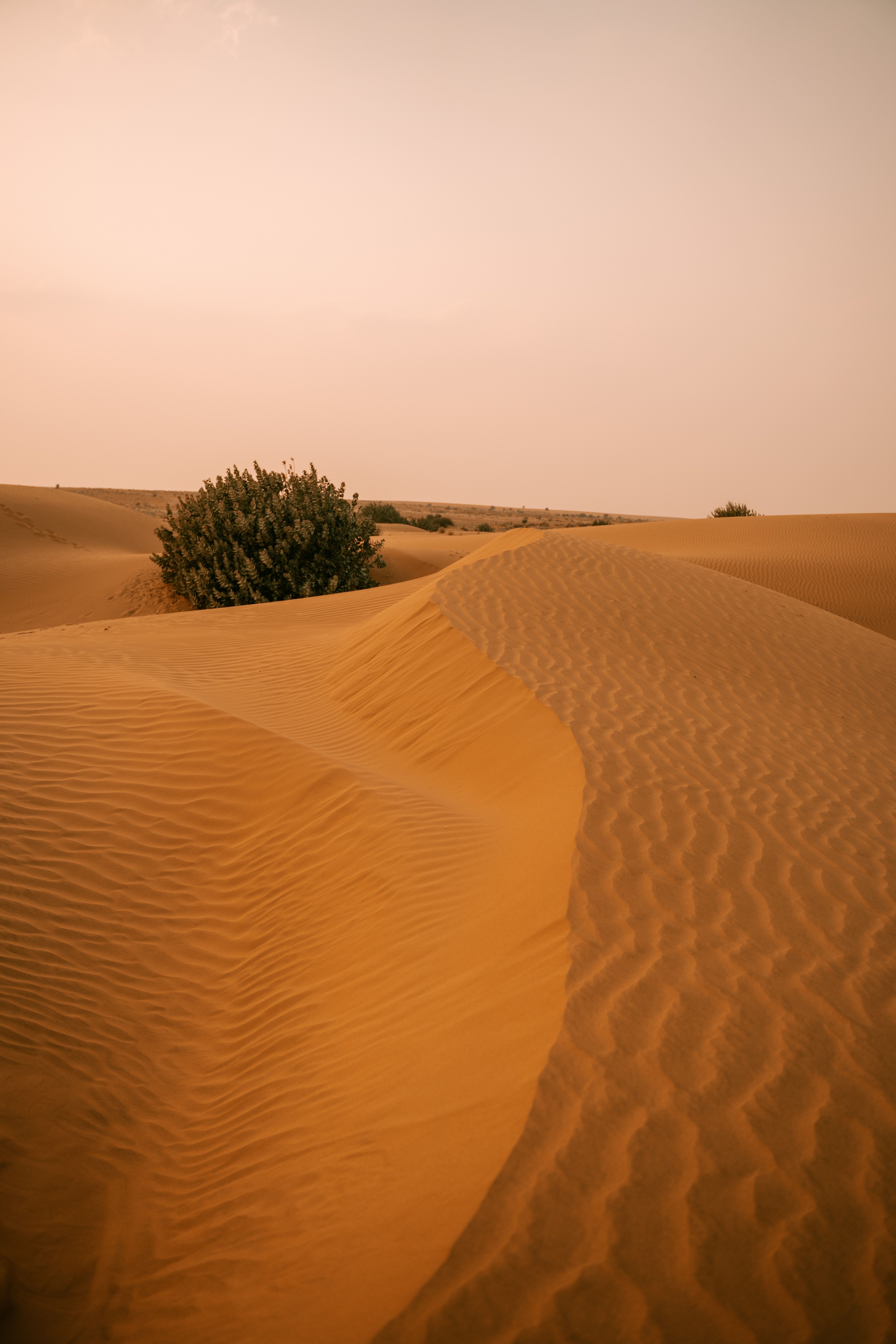 Dunas Doradas Del Desierto Del Sahara Al Atardecer · Foto de stock gratuita