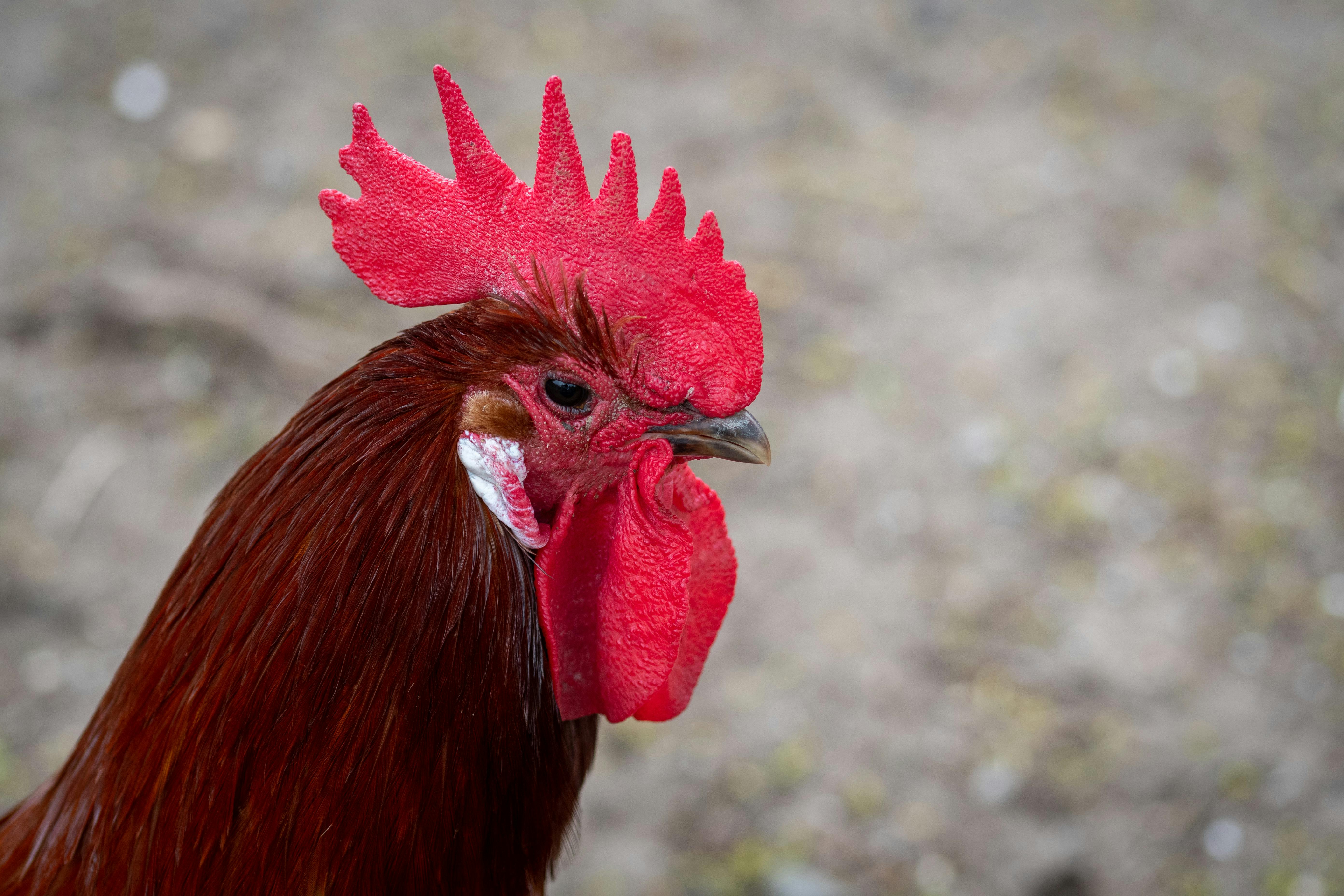 de kop van een haan · Free Stock Photo