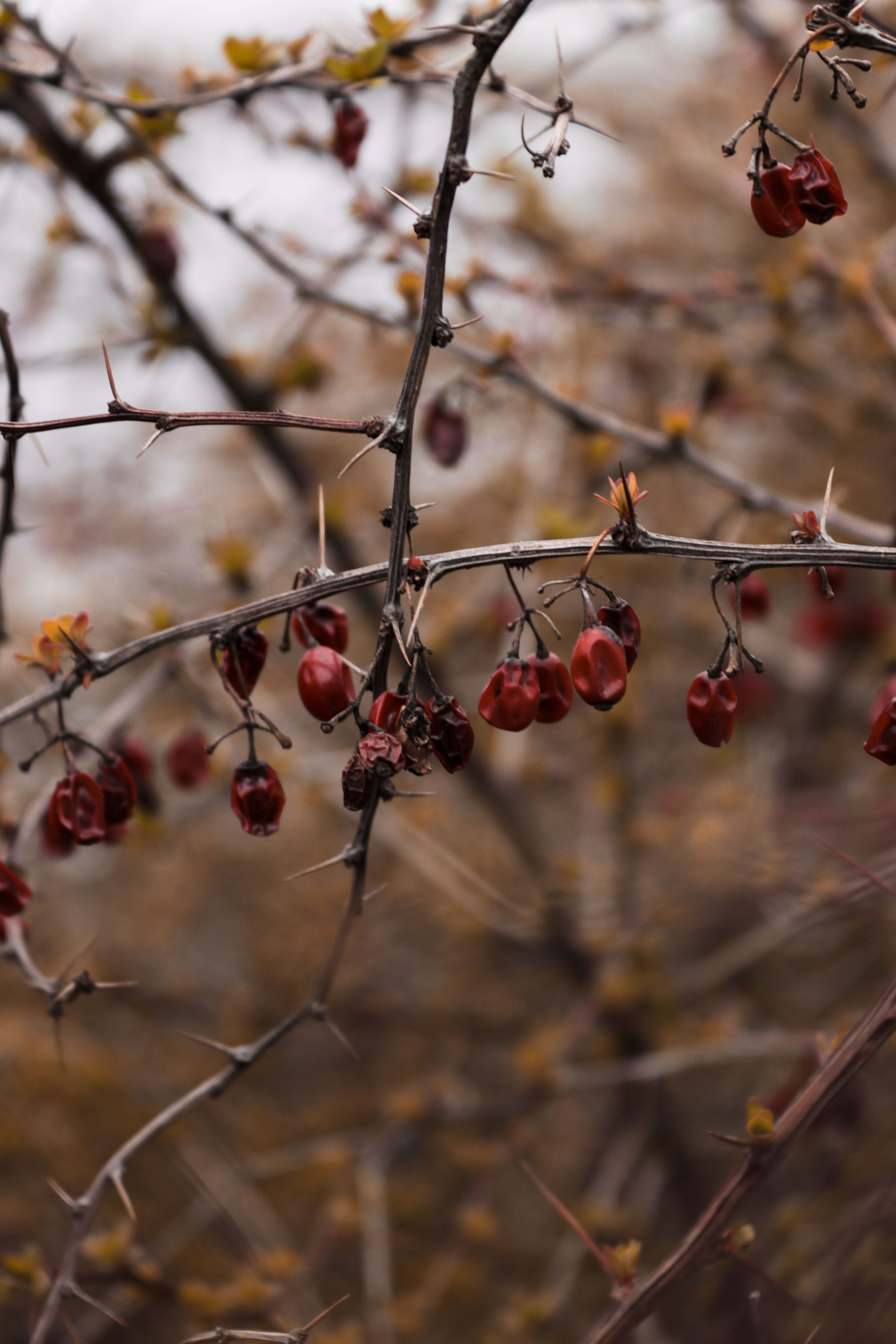Sweetbrier · Free Stock Photo