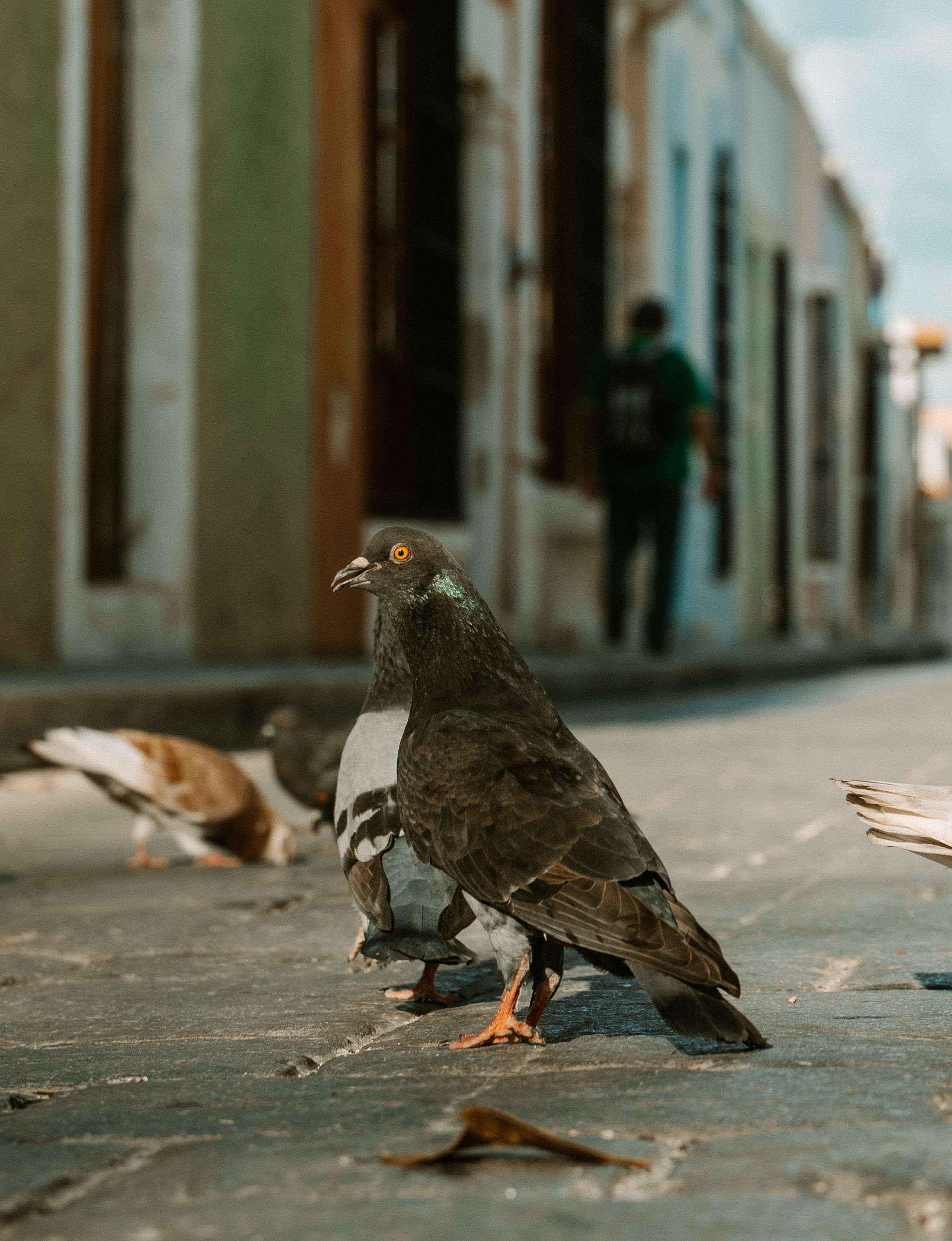 Hidden Pigeons Photos, Download The BEST Free Hidden Pigeons Stock ...