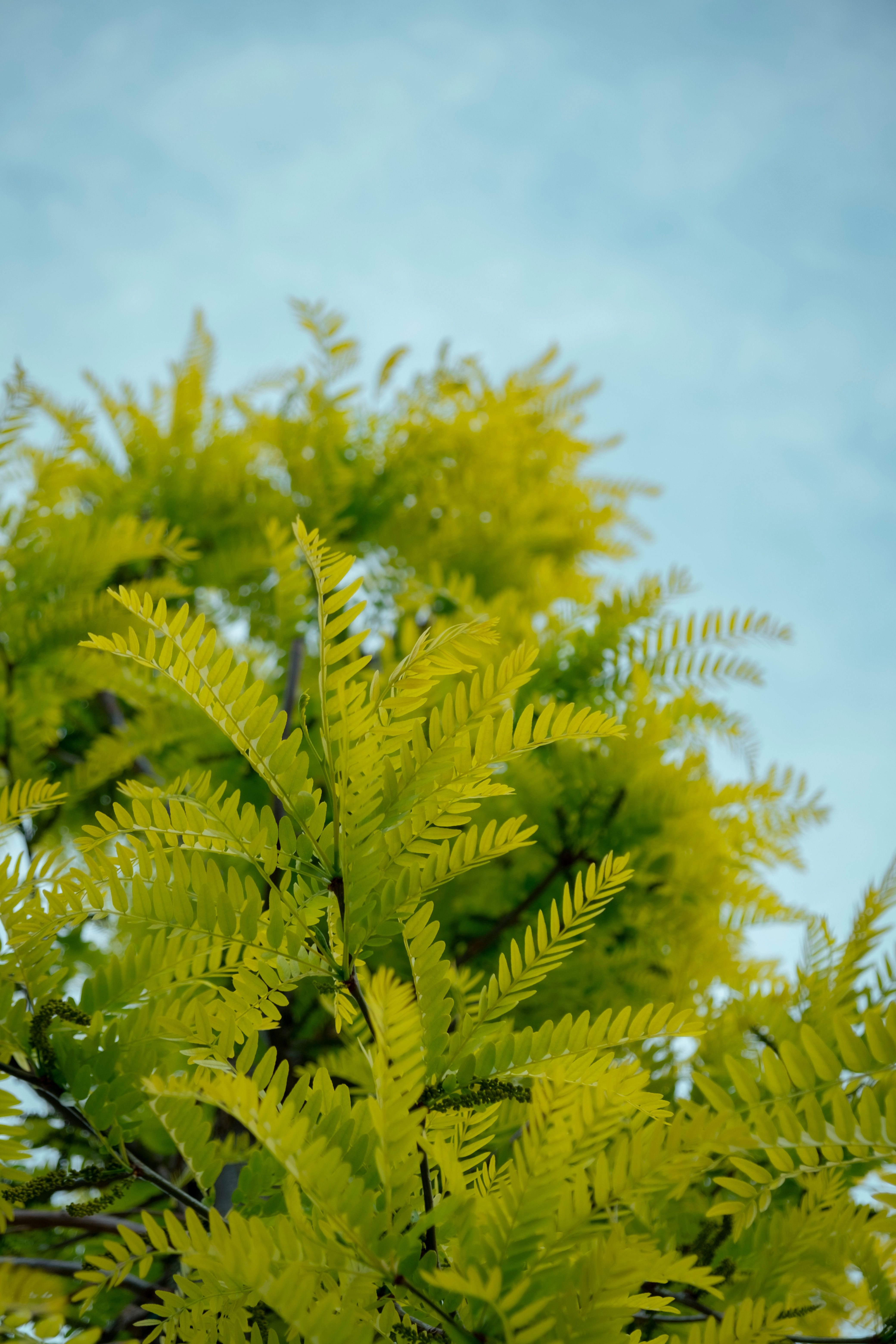 Close-up of Honey Locust Leaves · Free Stock Photo
