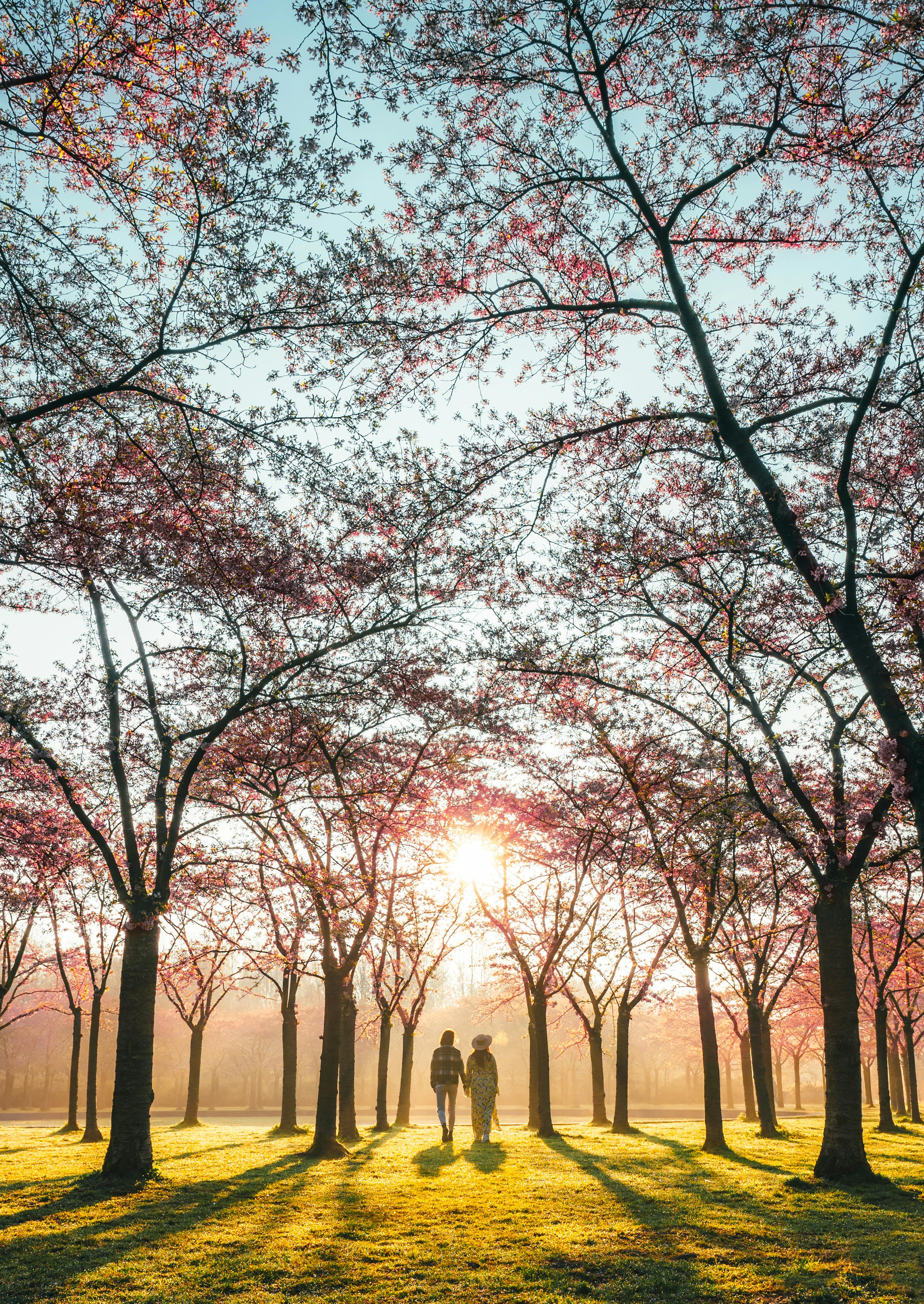 Couple Walking in a Park in Springtime · Free Stock Photo