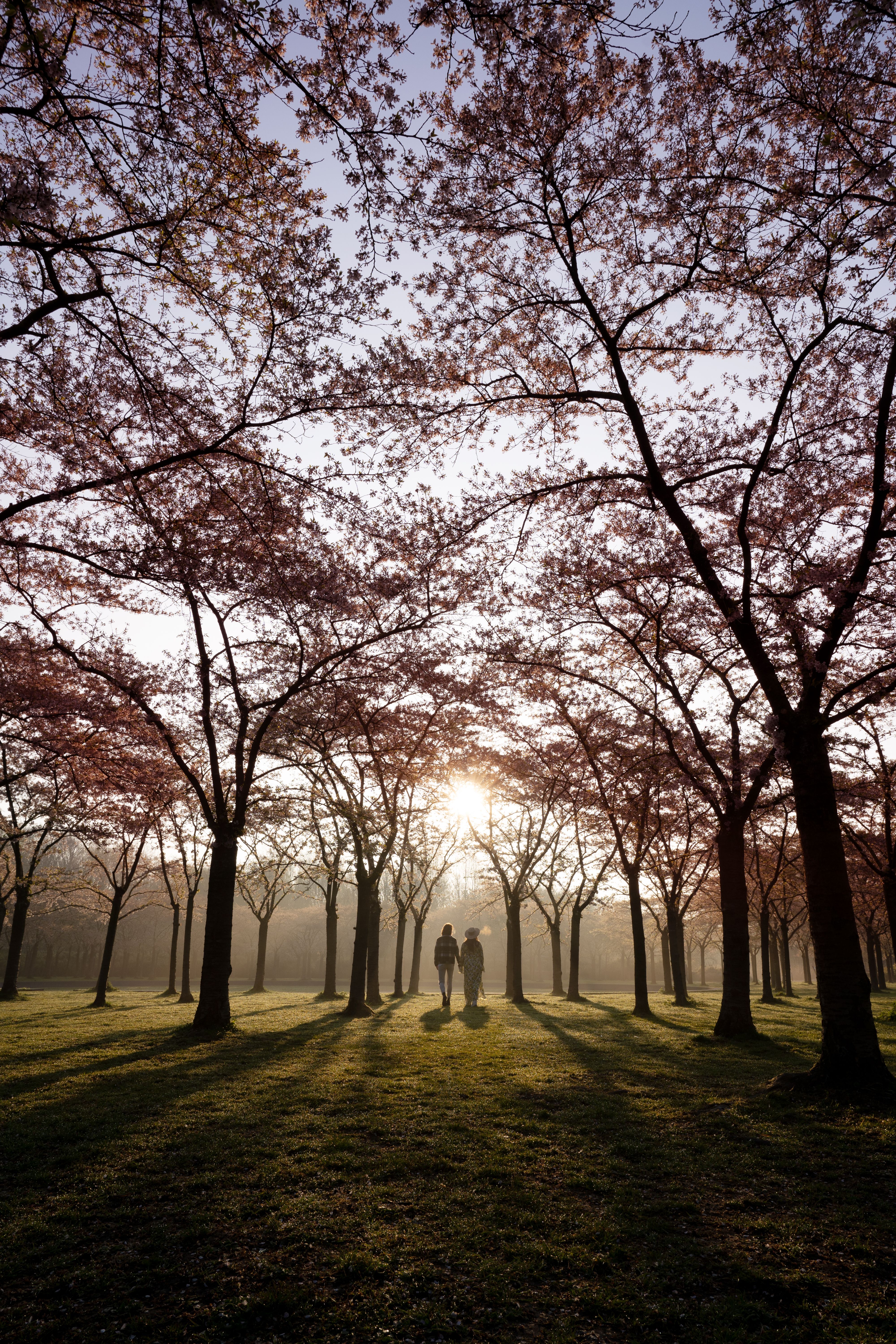 Spring in the Park · Free Stock Photo