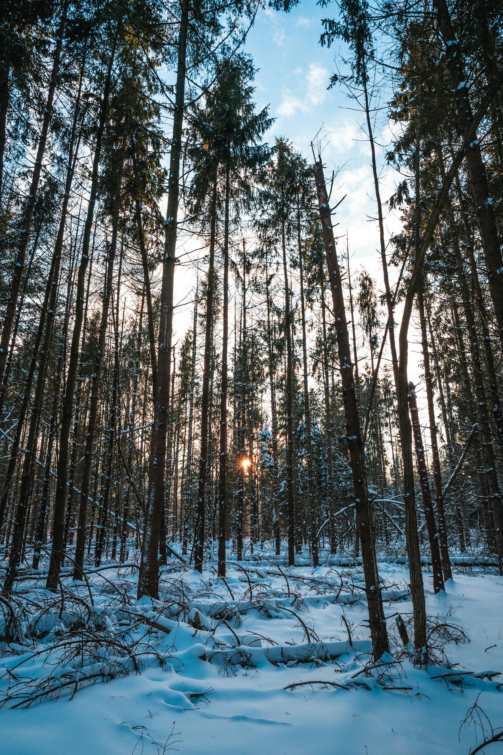 Forest Cold Photos, Download The BEST Free Forest Cold Stock Photos ...
