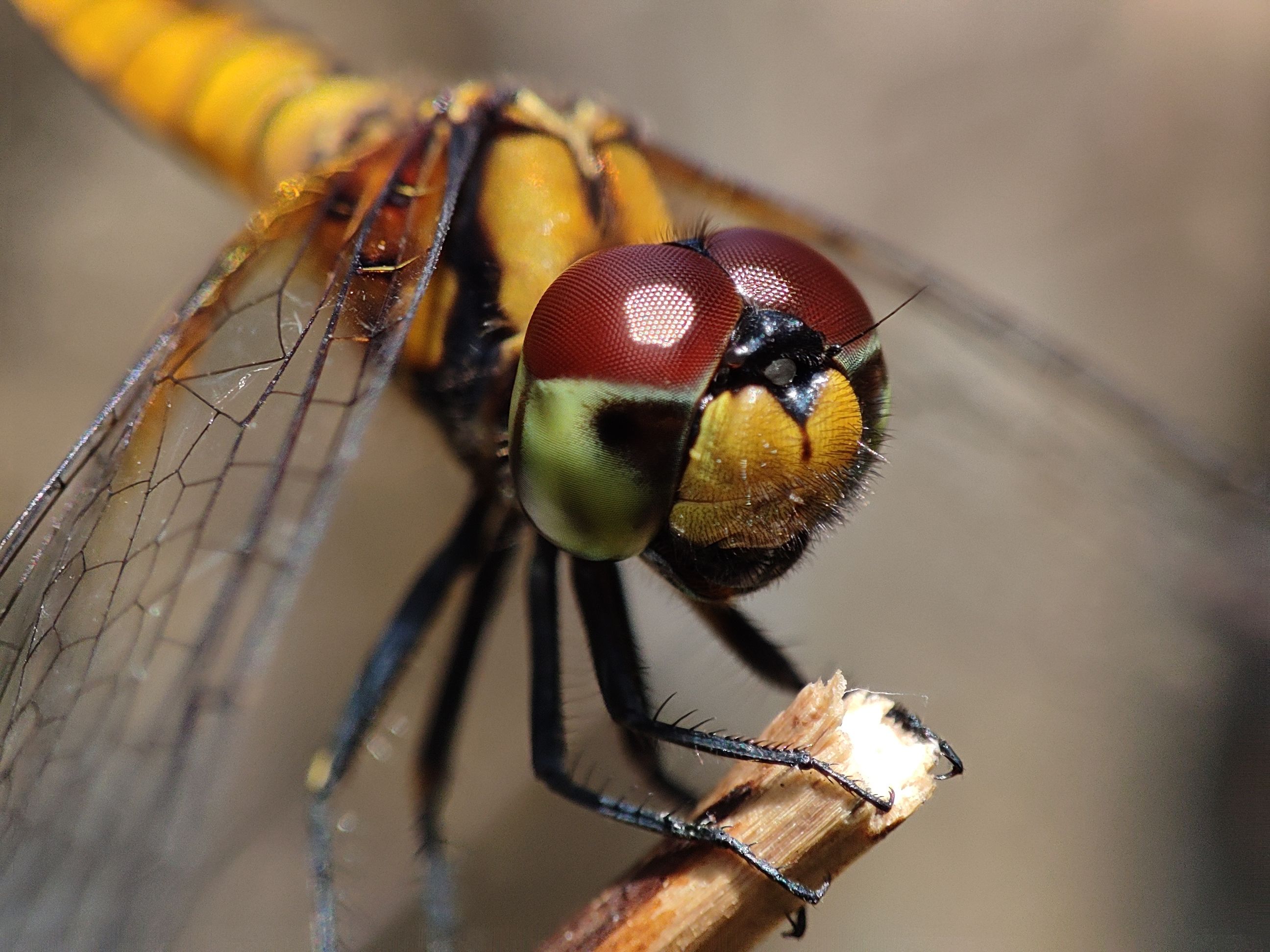 Close up of Flying Dragonfly · Free Stock Photo
