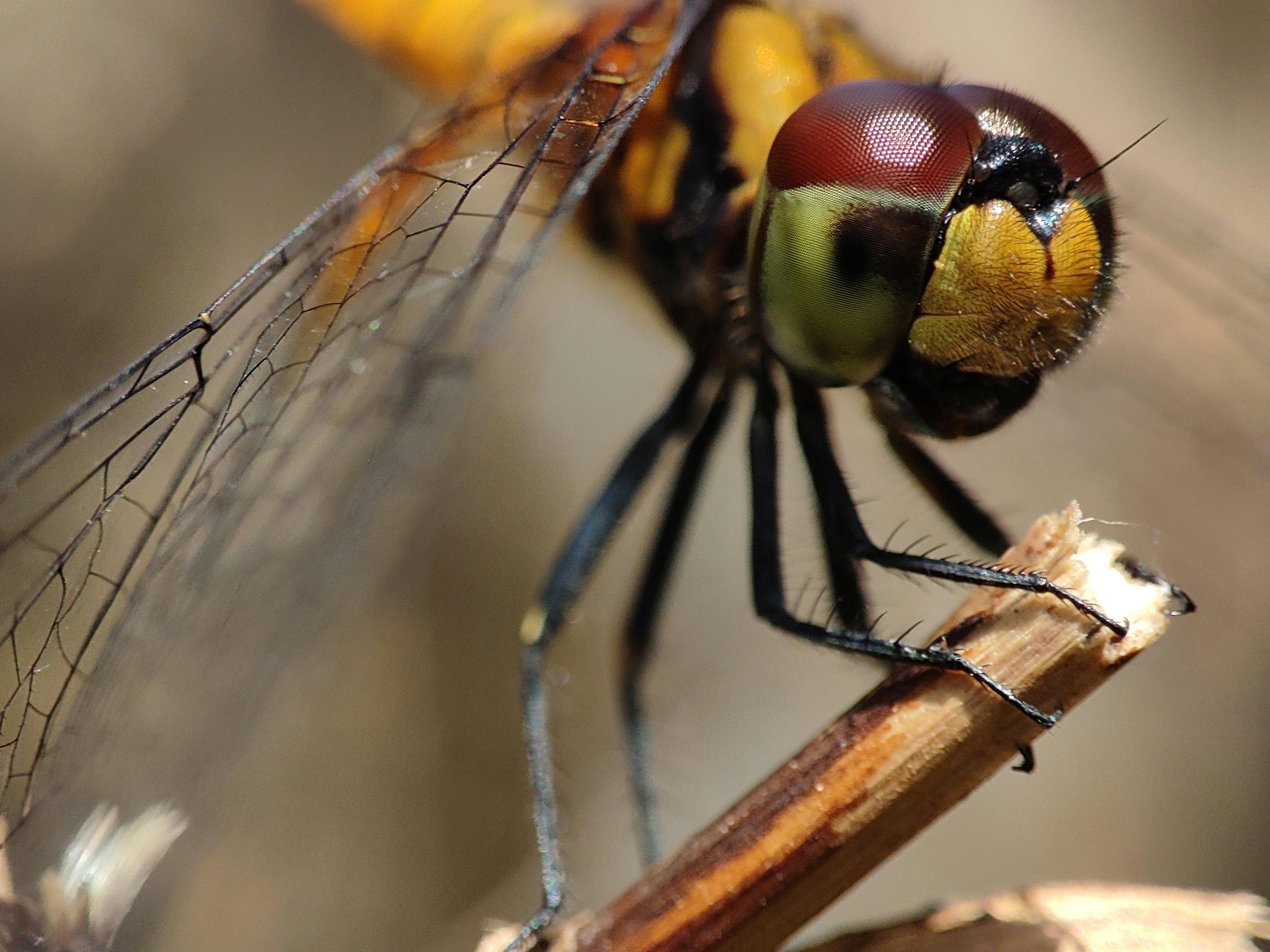 A Close-up of a Dragonfly · Free Stock Photo