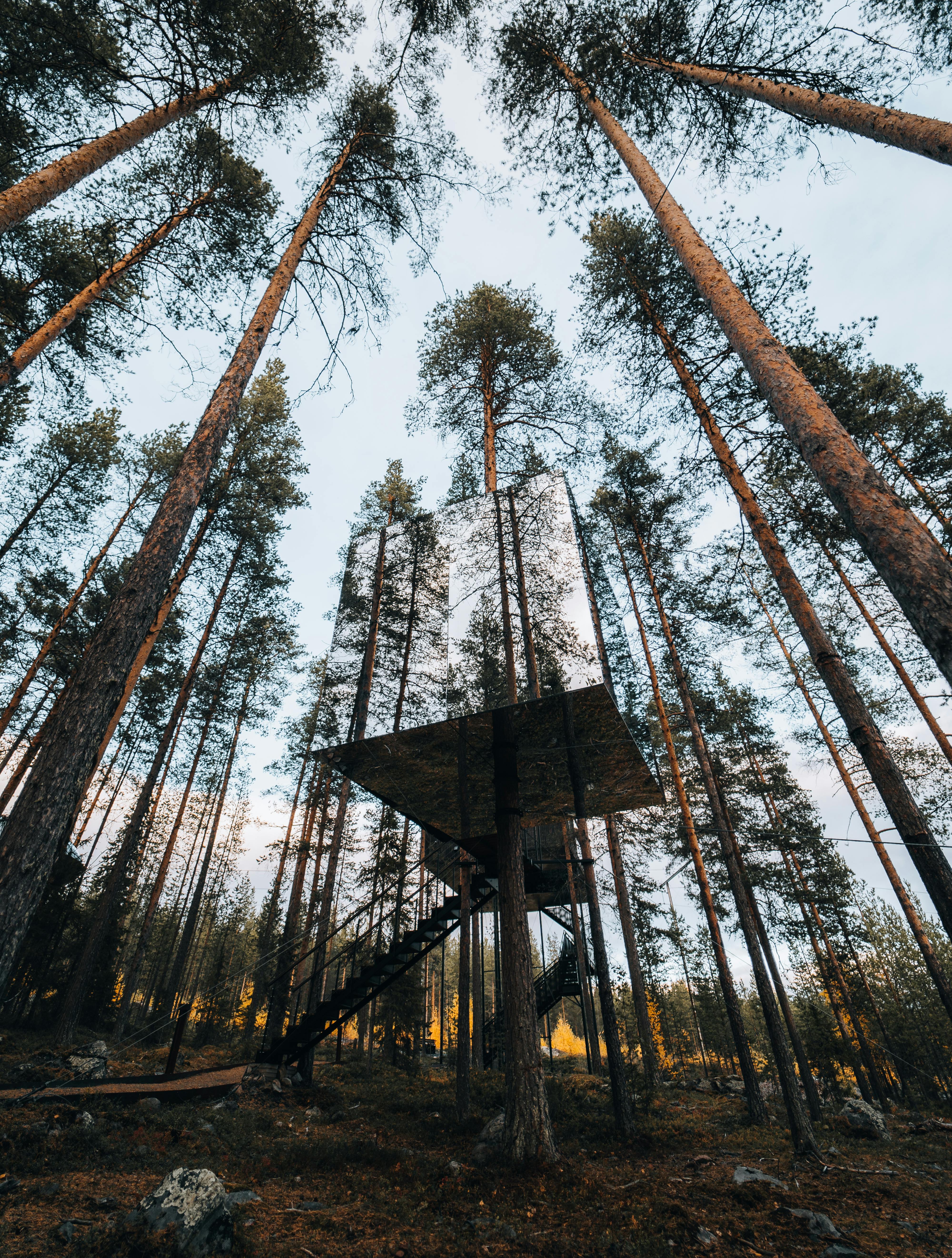 Platform among Trees in Forest · Free Stock Photo
