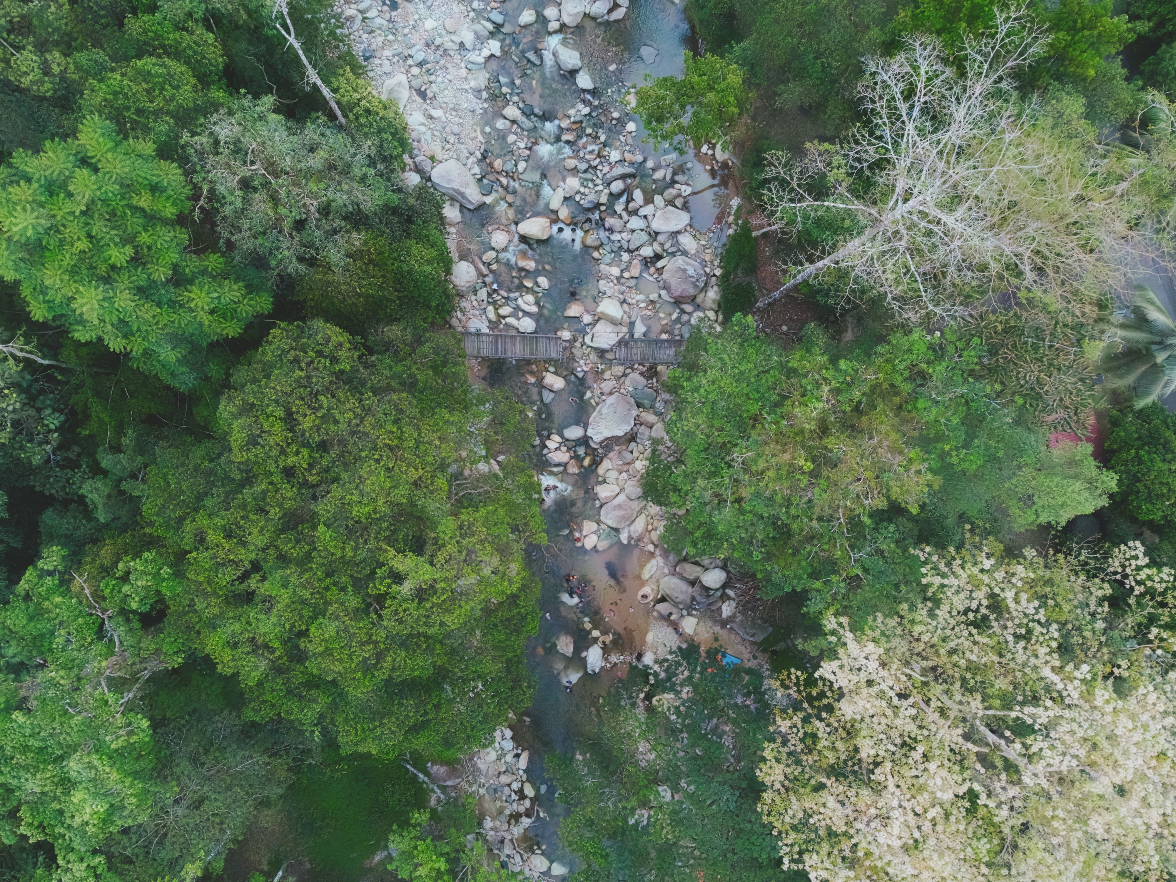 People Canoeing on River · Free Stock Photo