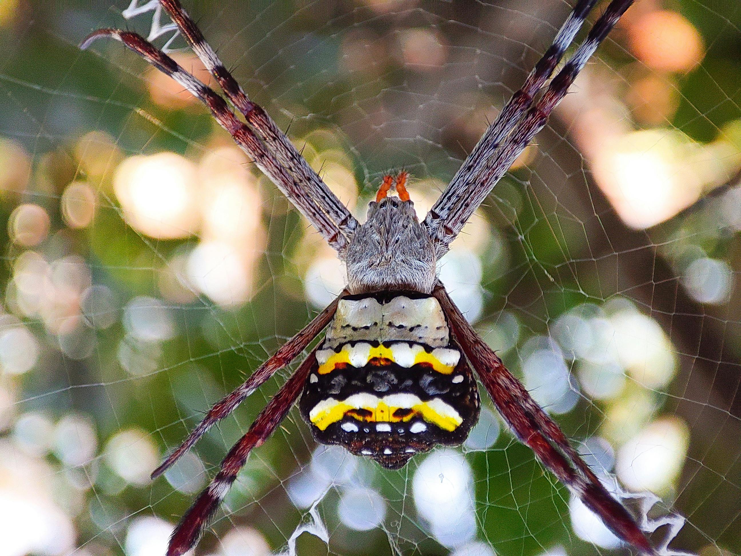Large Exotic Spider · Free Stock Photo