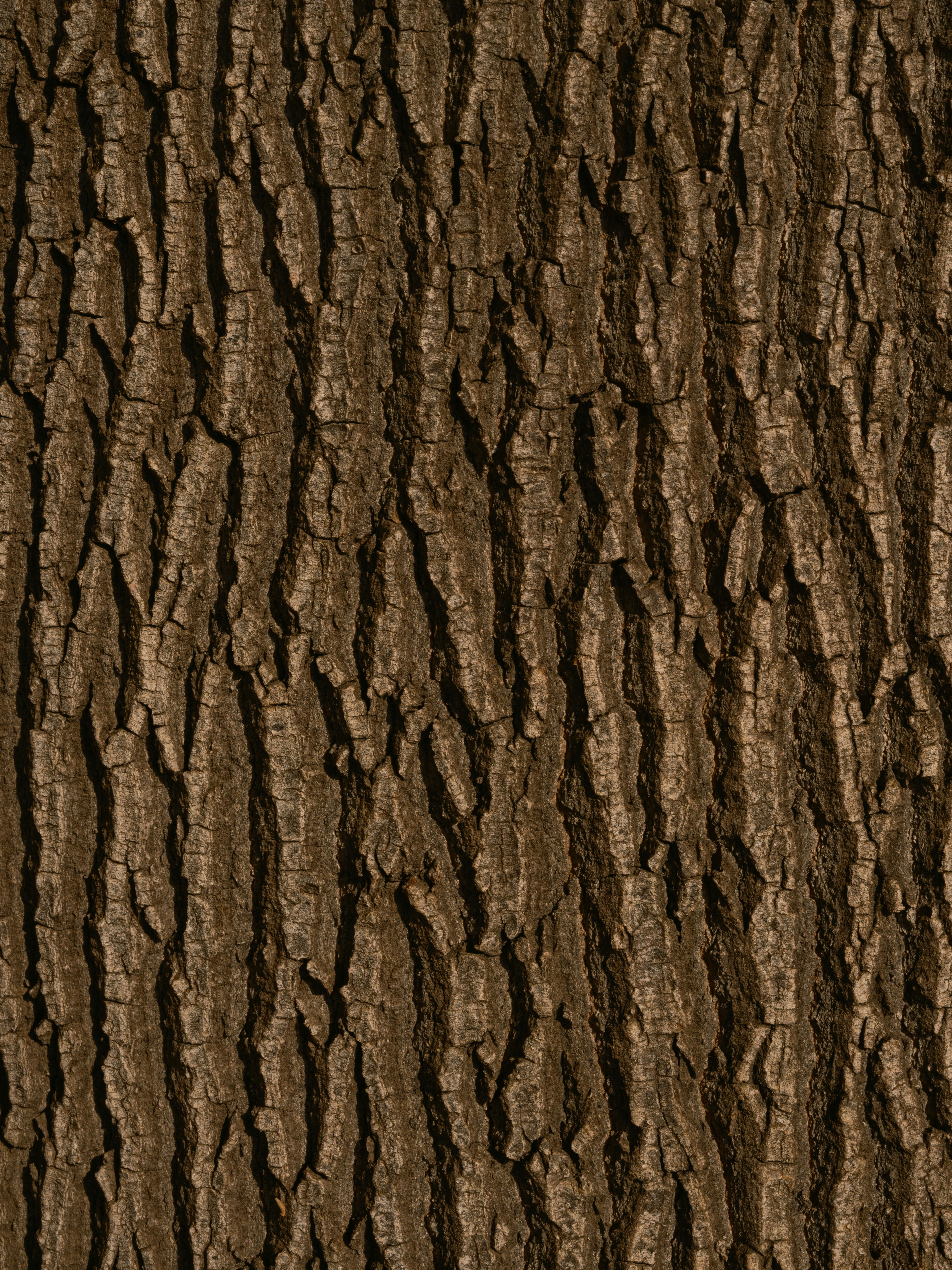 Brown Bark of a Tree Trunk · Free Stock Photo