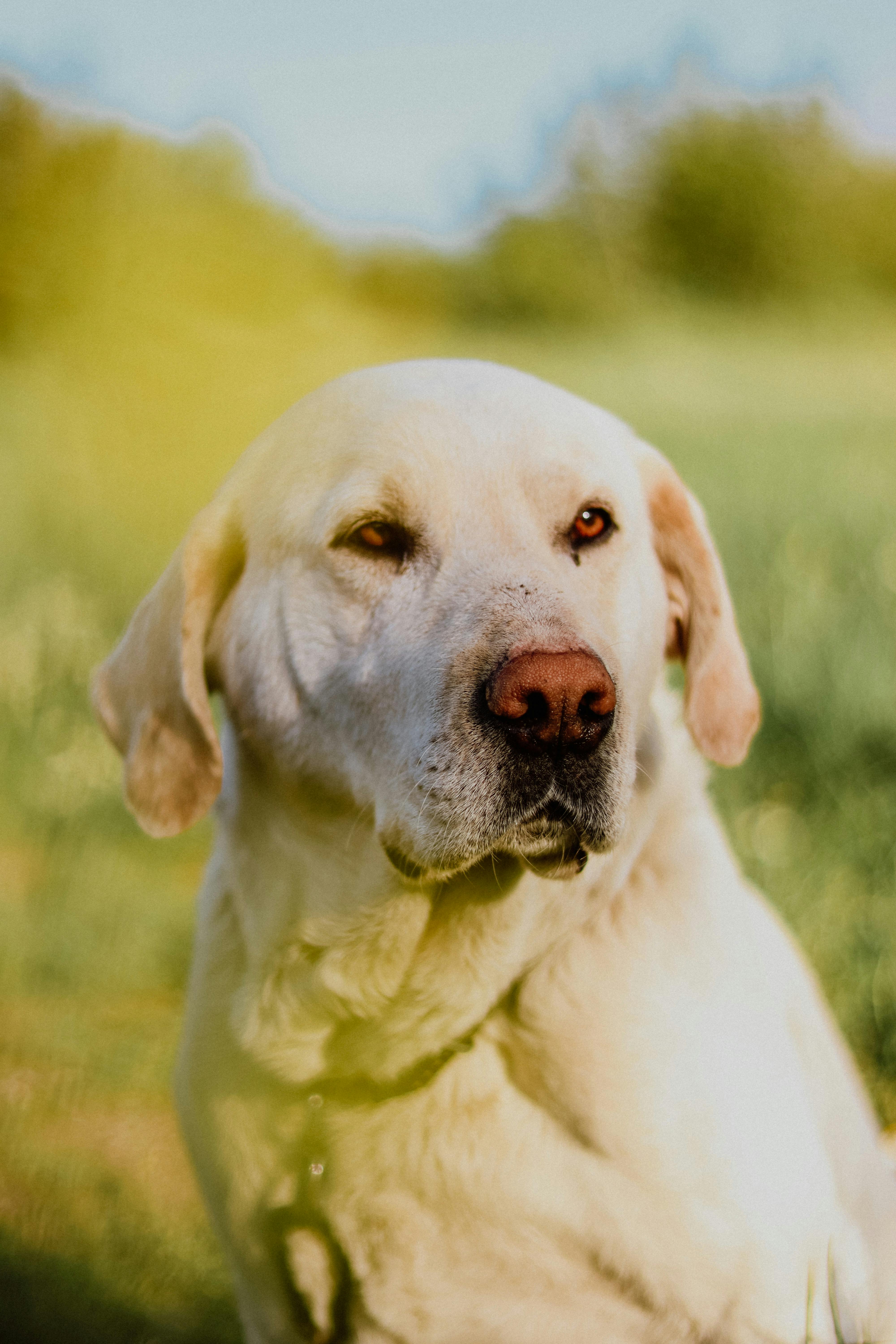 Portrait of Labrador · Free Stock Photo