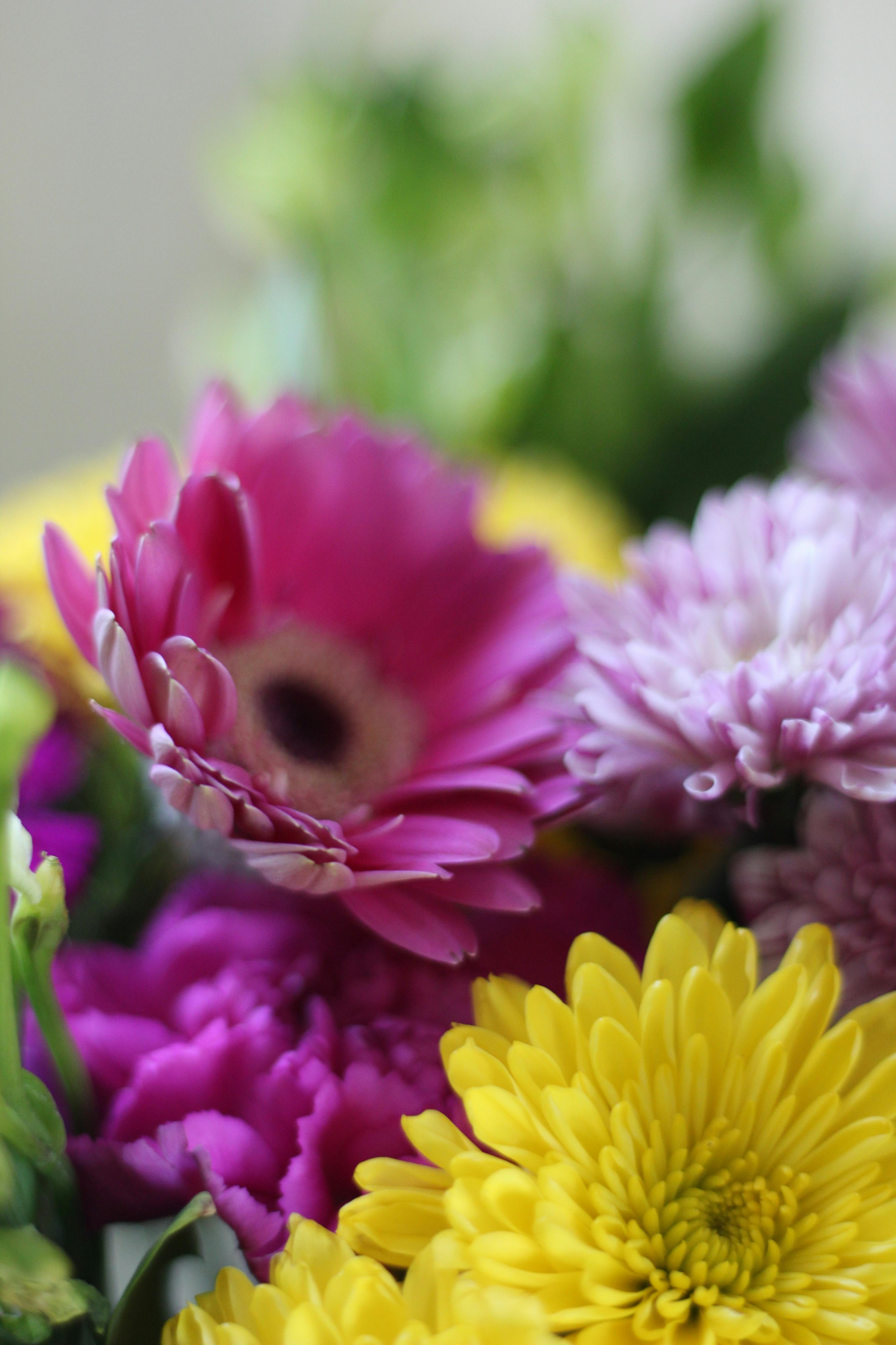 Bouquet of Flowers 6 Photos & Videos Collected by Kalei Winfield