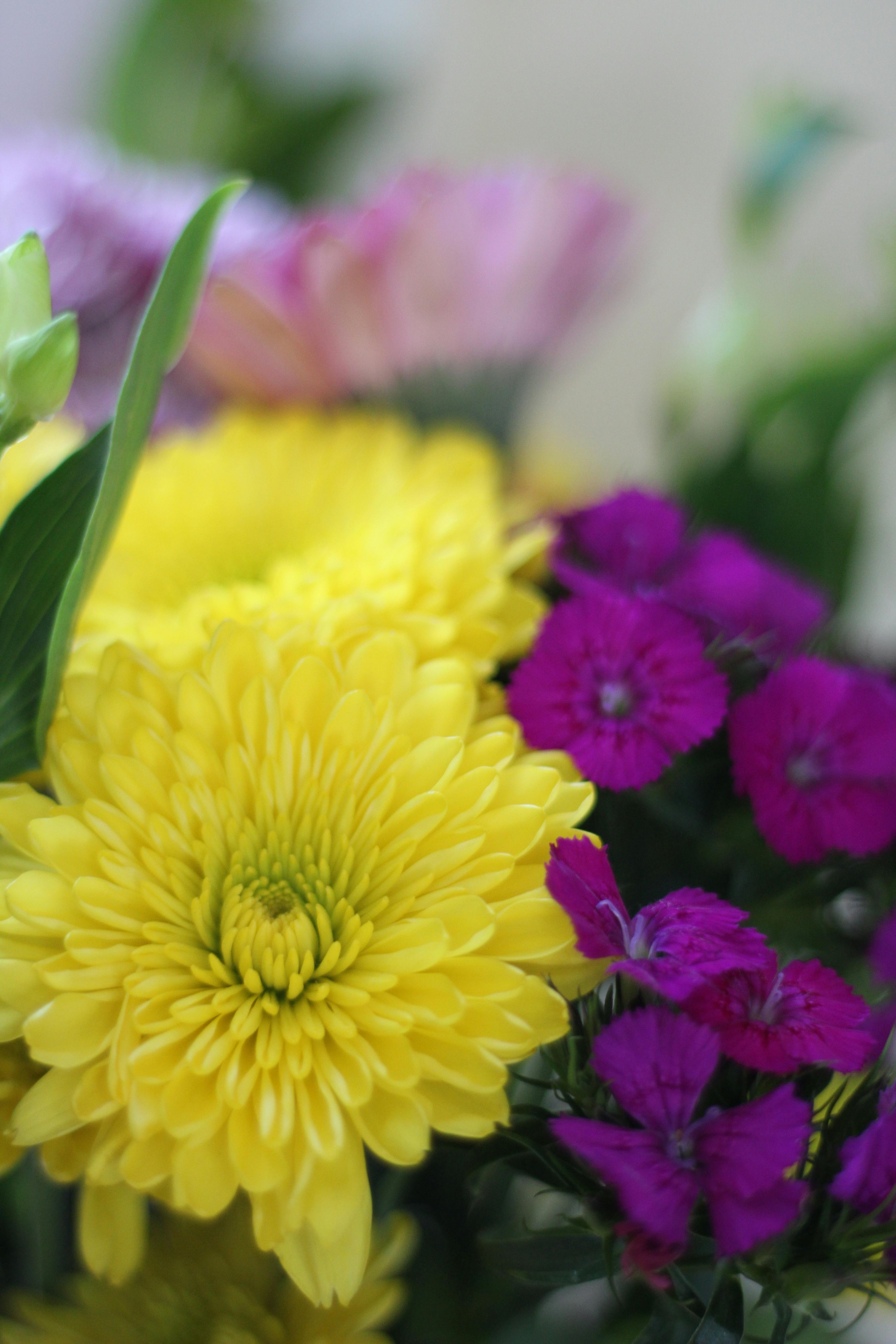 Bouquet of Flowers 6 Photos & Videos Collected by Kalei Winfield