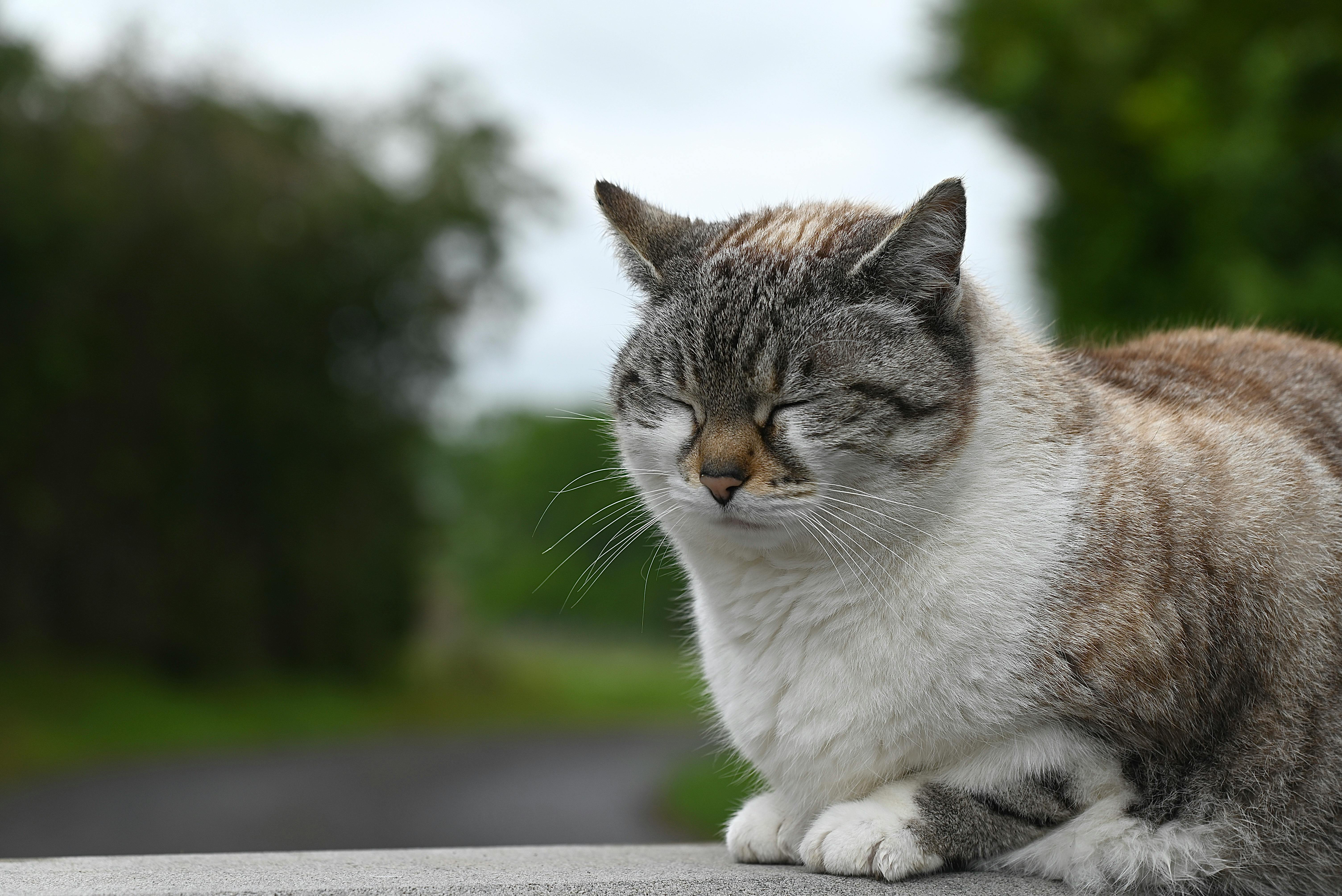 Cat with Eyes Closed · Free Stock Photo
