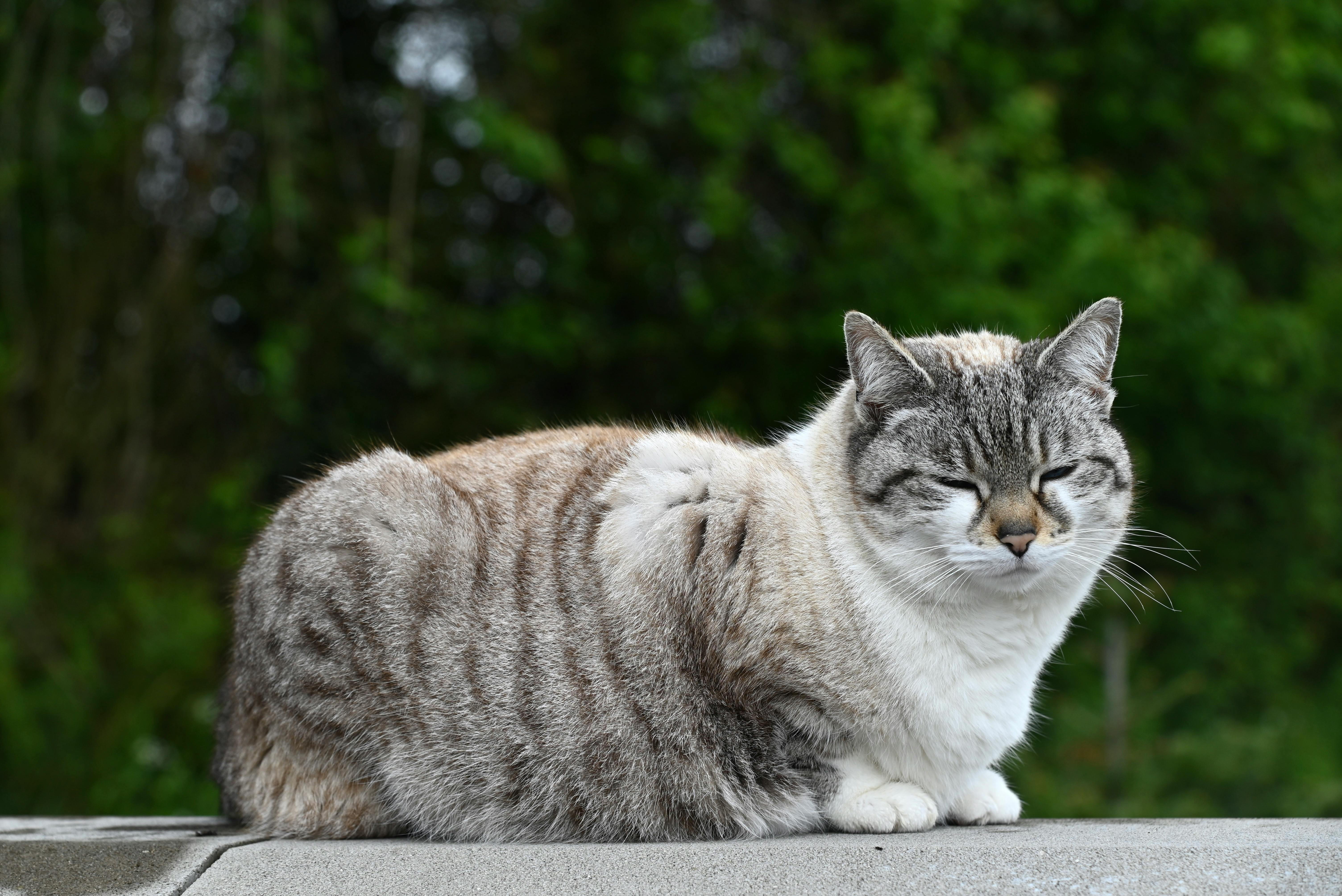 Fat Gray Cat Lying on the Wall · Free Stock Photo