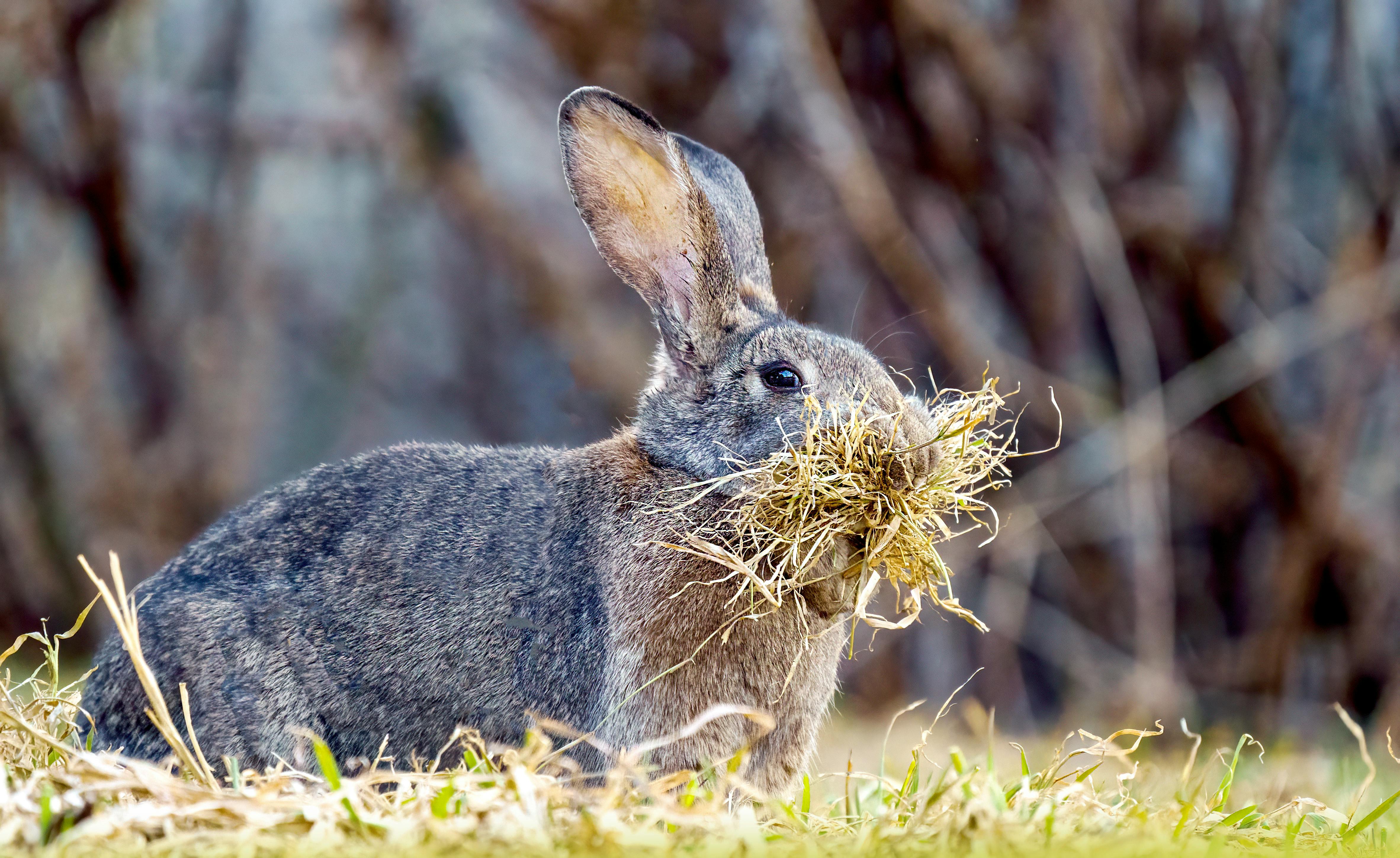 Rabbit Eating Grass · Free Stock Photo