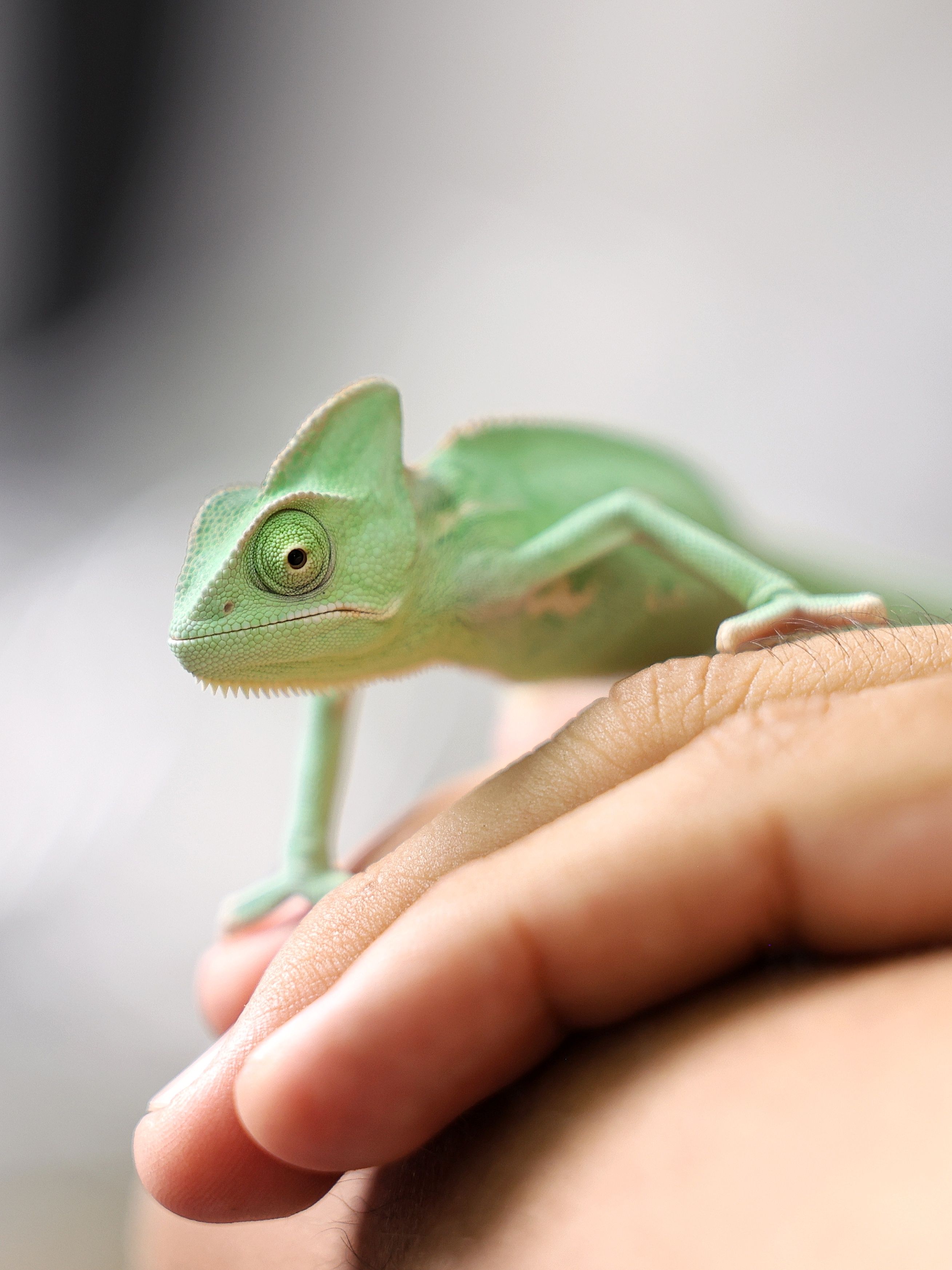 Chamelon on Man Fingers · Free Stock Photo