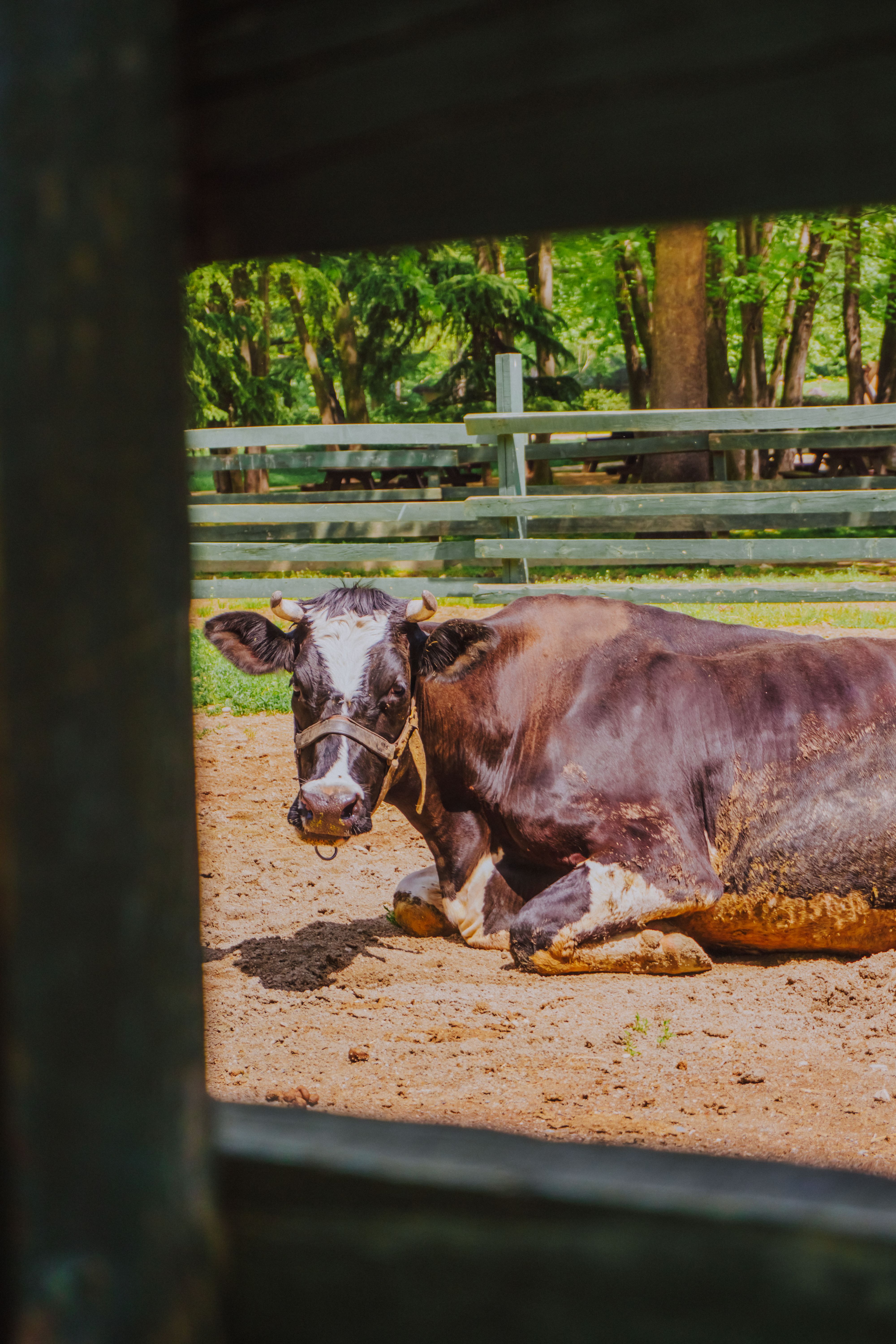 View of a Cow from a Window · Free Stock Photo