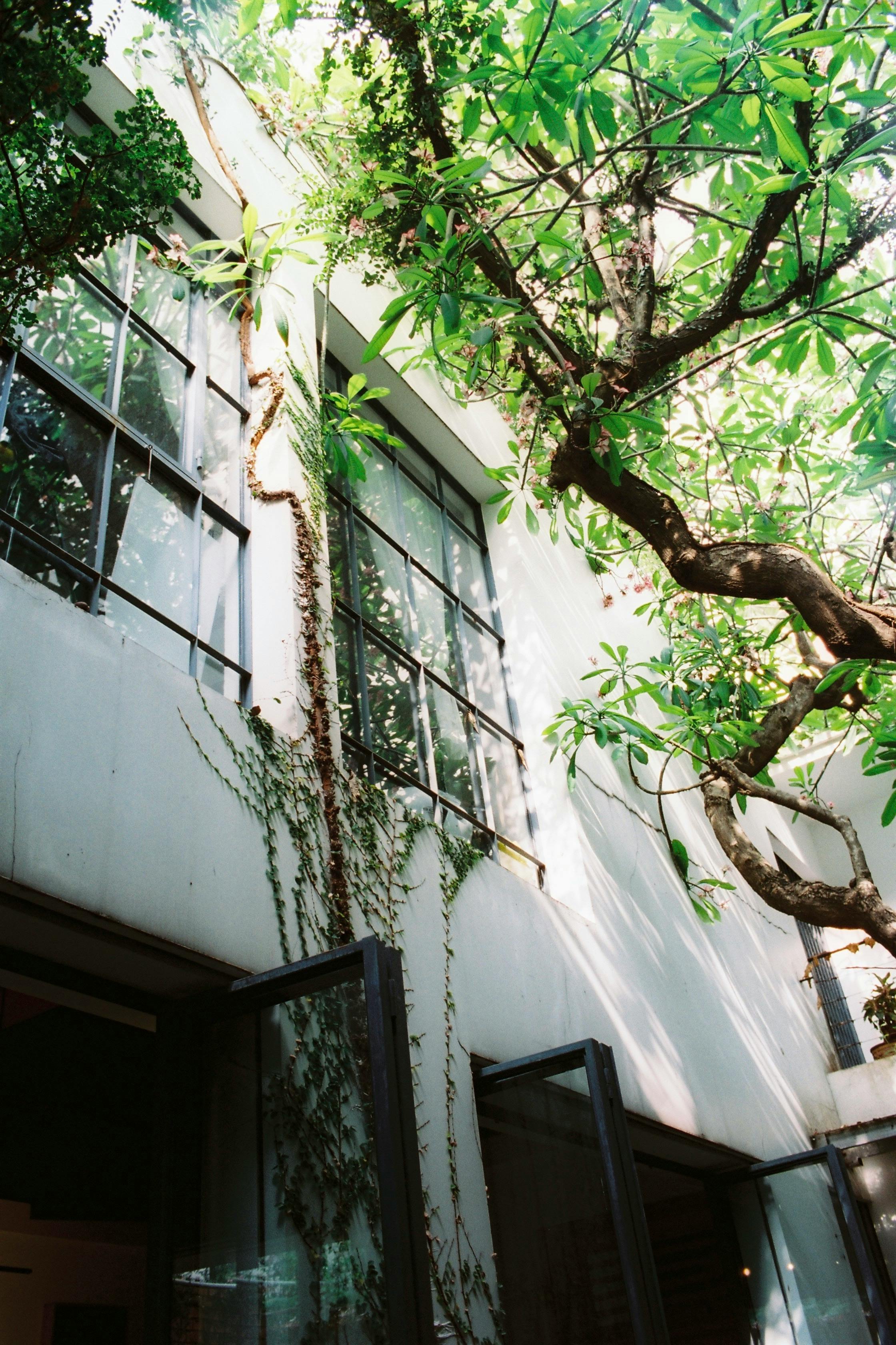 Tree near Building Wall · Free Stock Photo