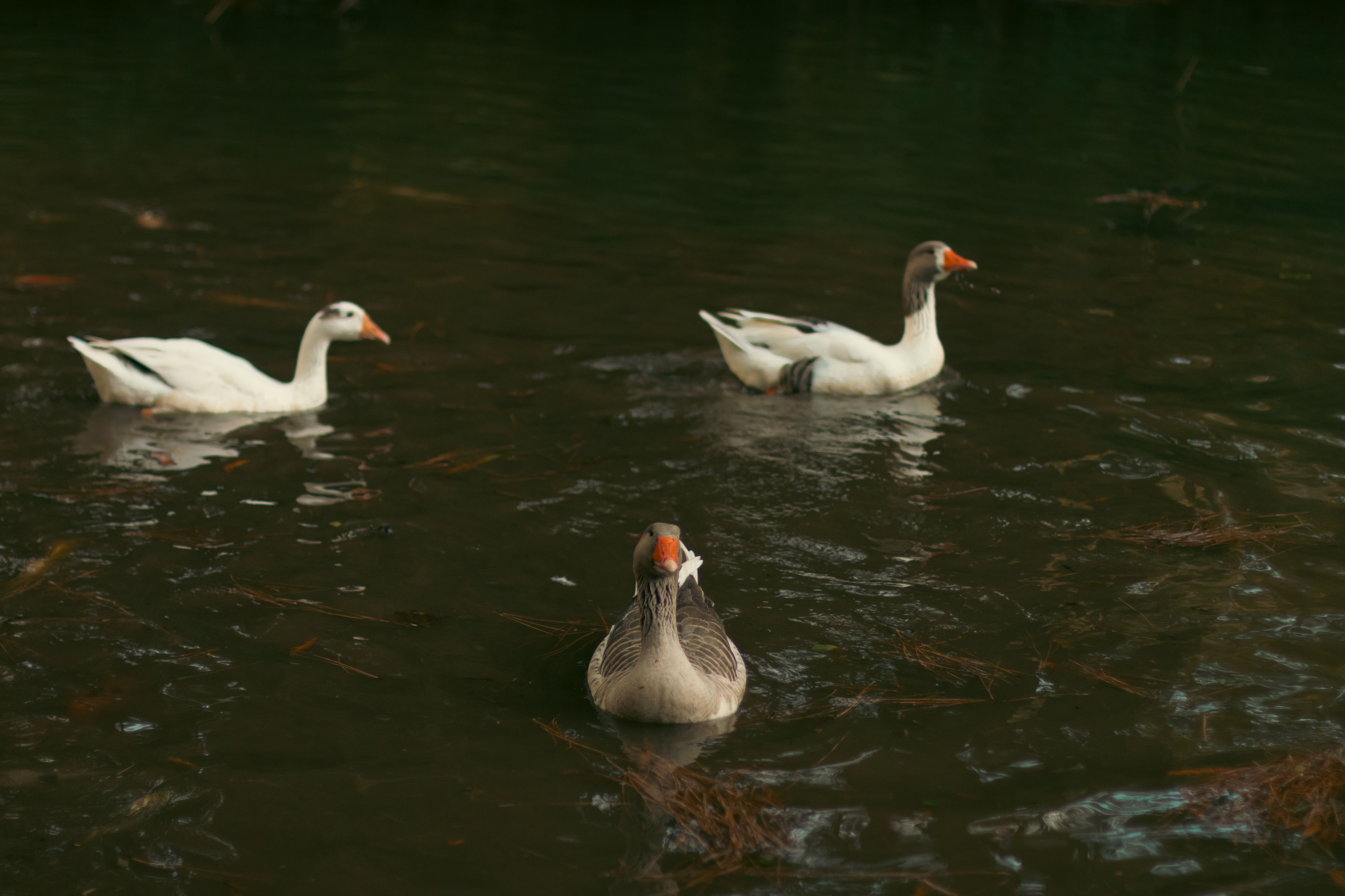 4k Wallpaper Birds View Nature Photos, Download The BEST Free 4k ...