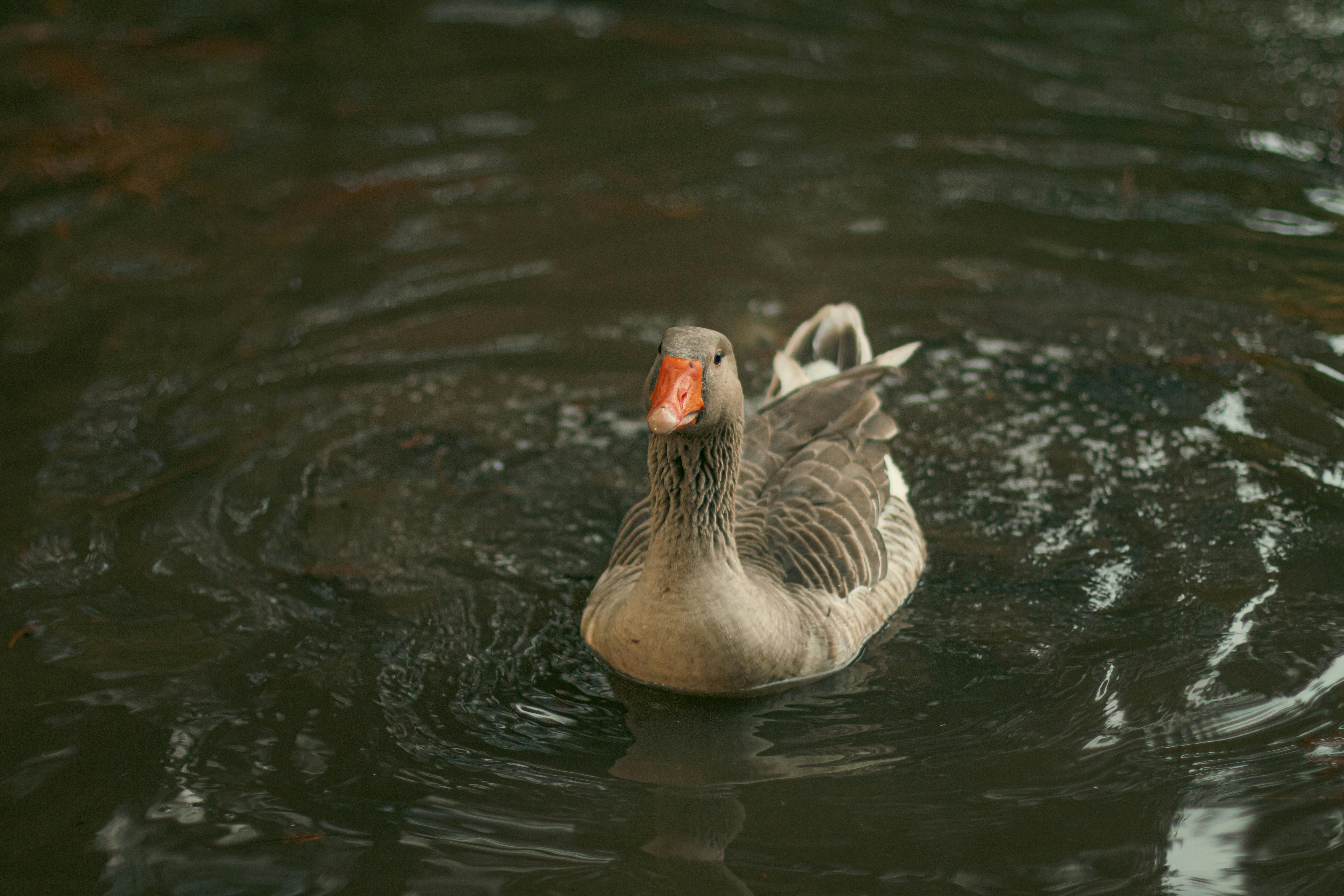 Close up of Ducks · Free Stock Photo