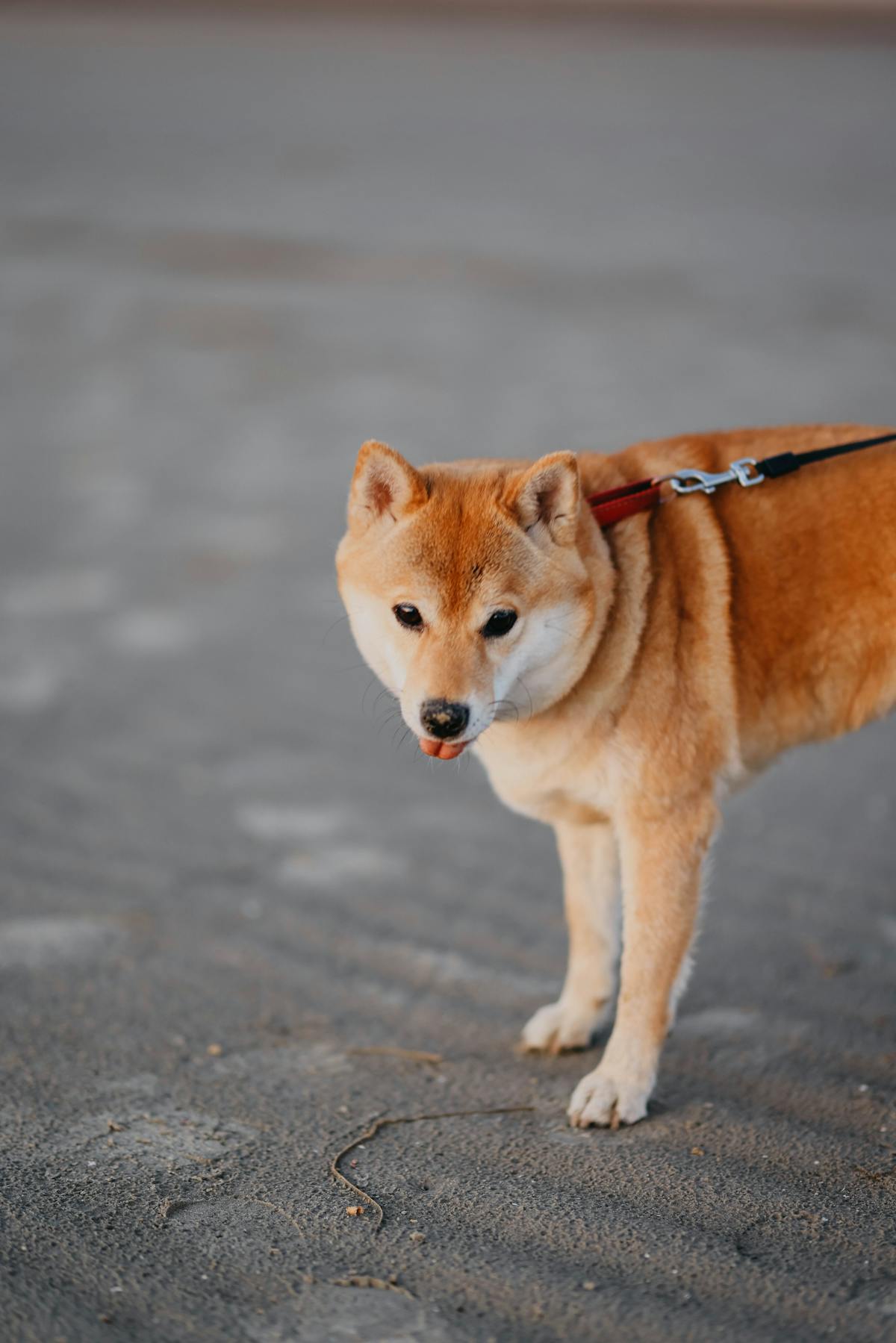 Shiba Inu Wallpaper Photos, Download The BEST Free Shiba Inu Wallpaper ...