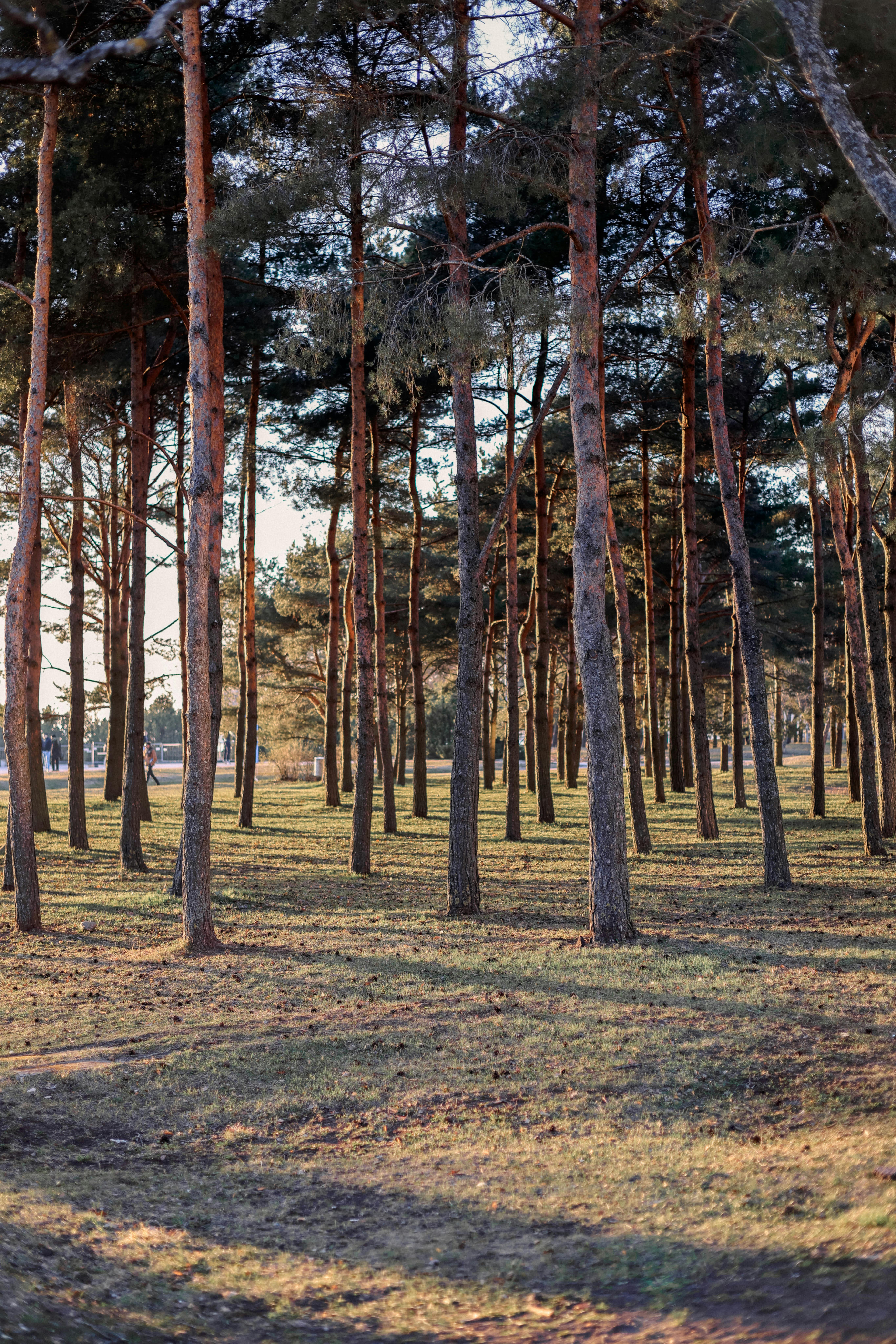 Sunlit Trees in Forest · Free Stock Photo