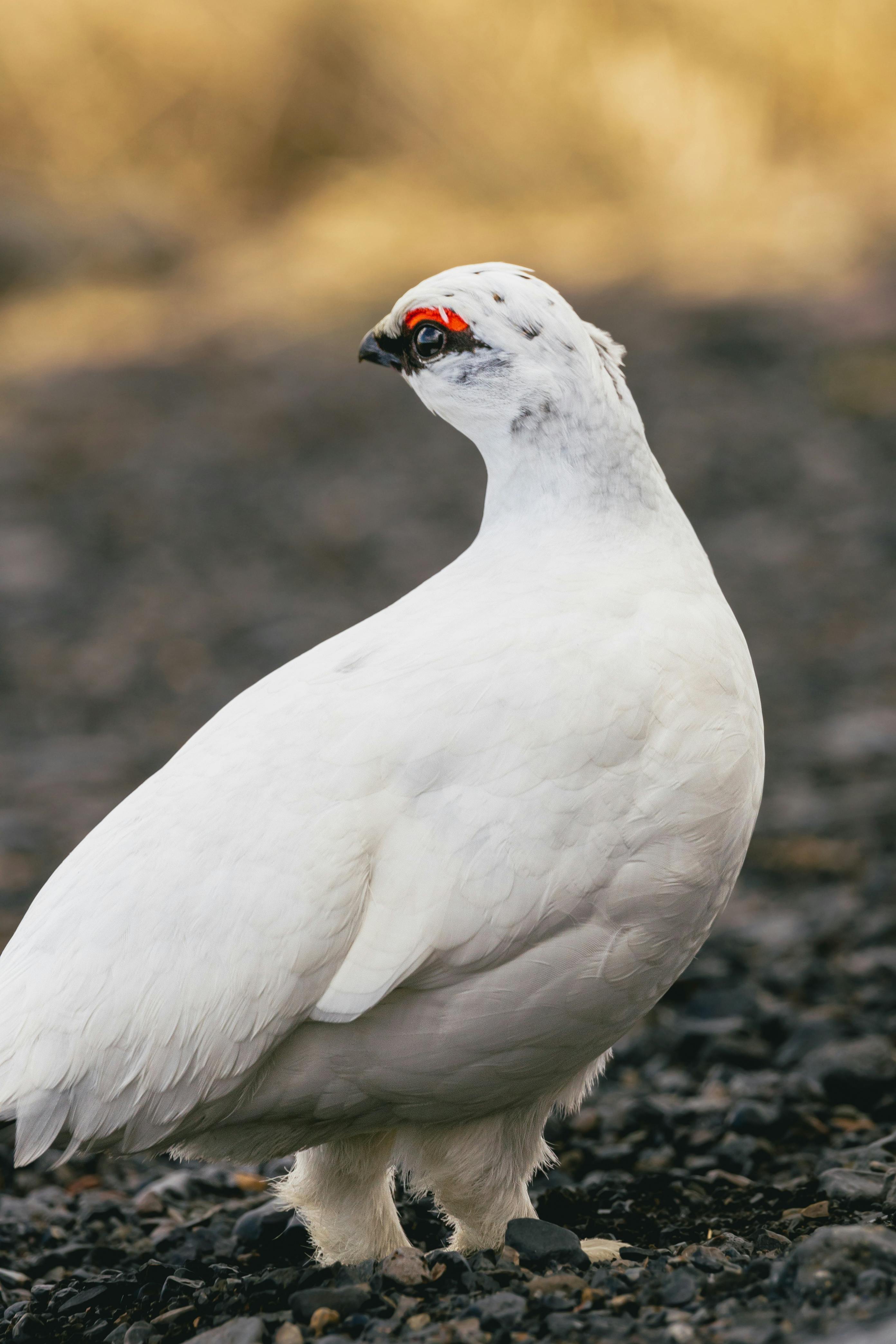 Unusual Animal Photos, Download The BEST Free Unusual Animal Stock ...