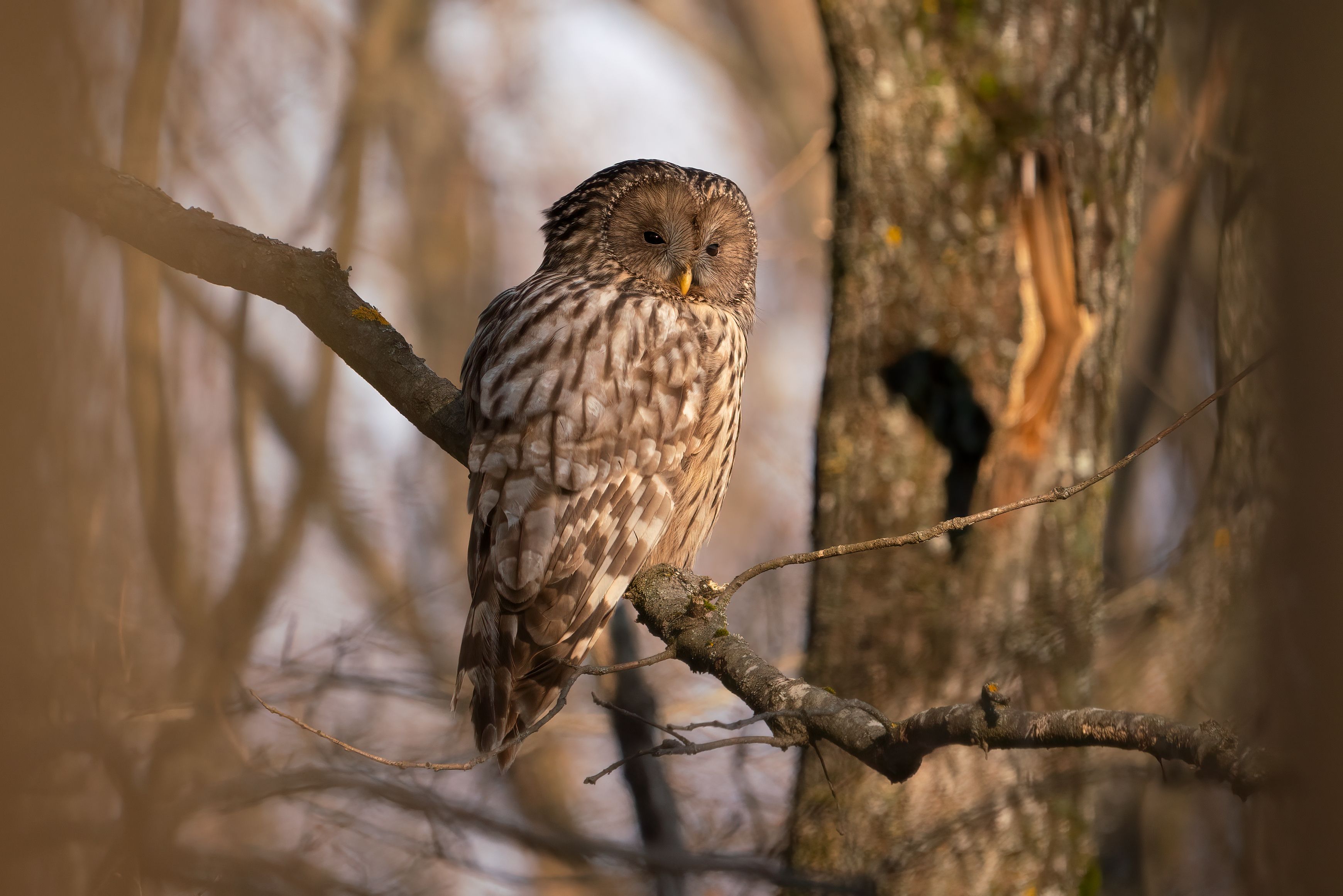 Ural Owl on Branch · Free Stock Photo