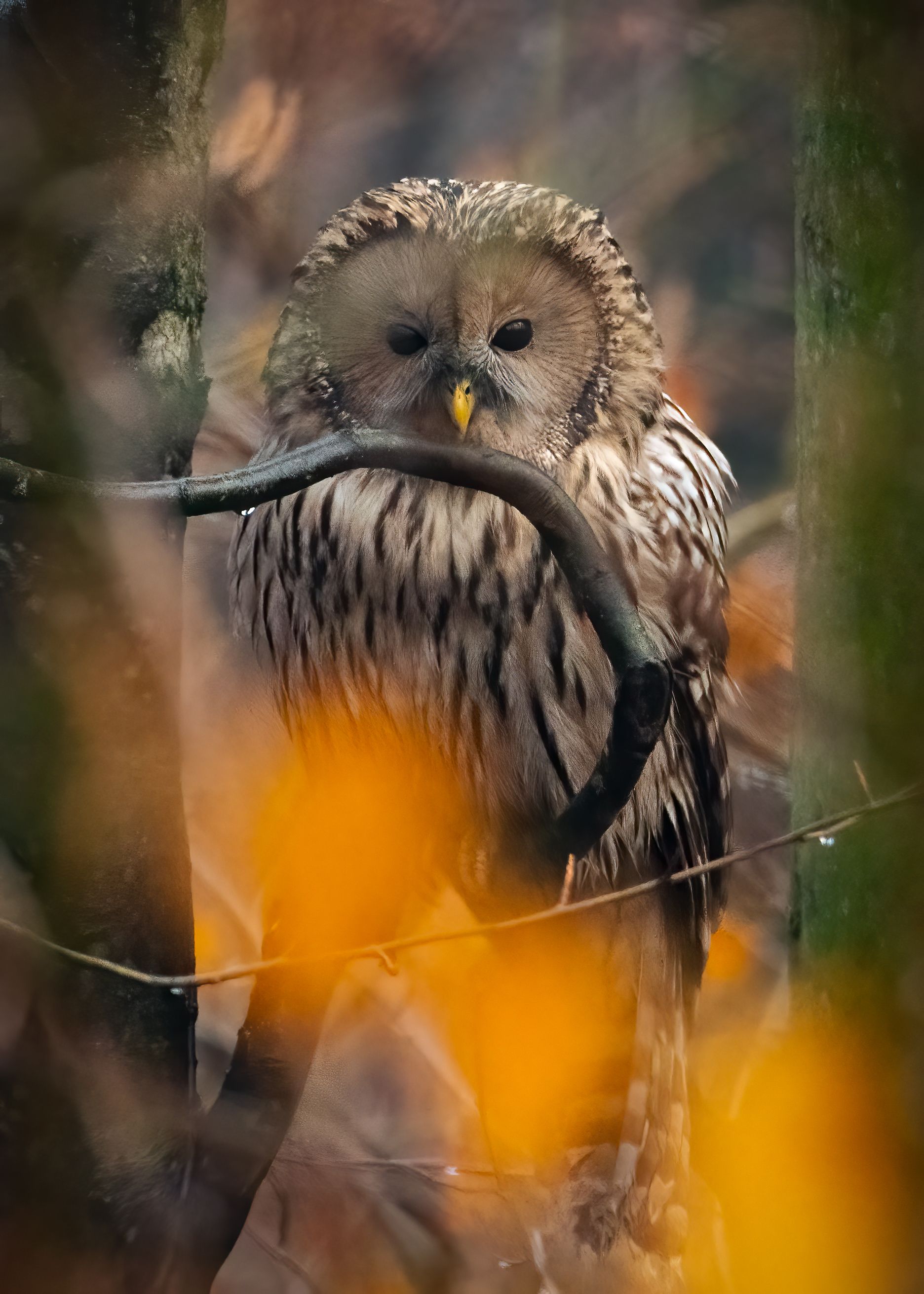 Close-Up Photo of Beige and Gray Barn Owl · Free Stock Photo