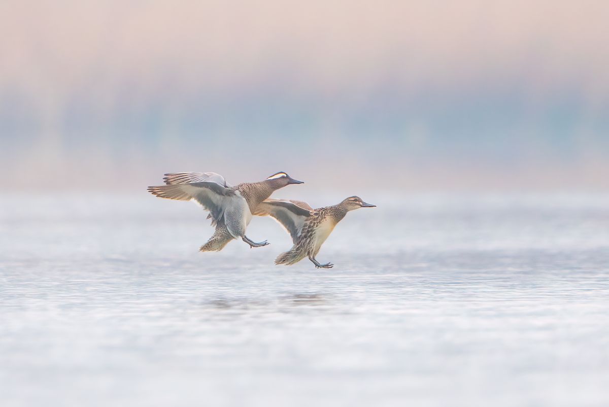 Ducks Landing Photos, Download The BEST Free Ducks Landing Stock Photos ...