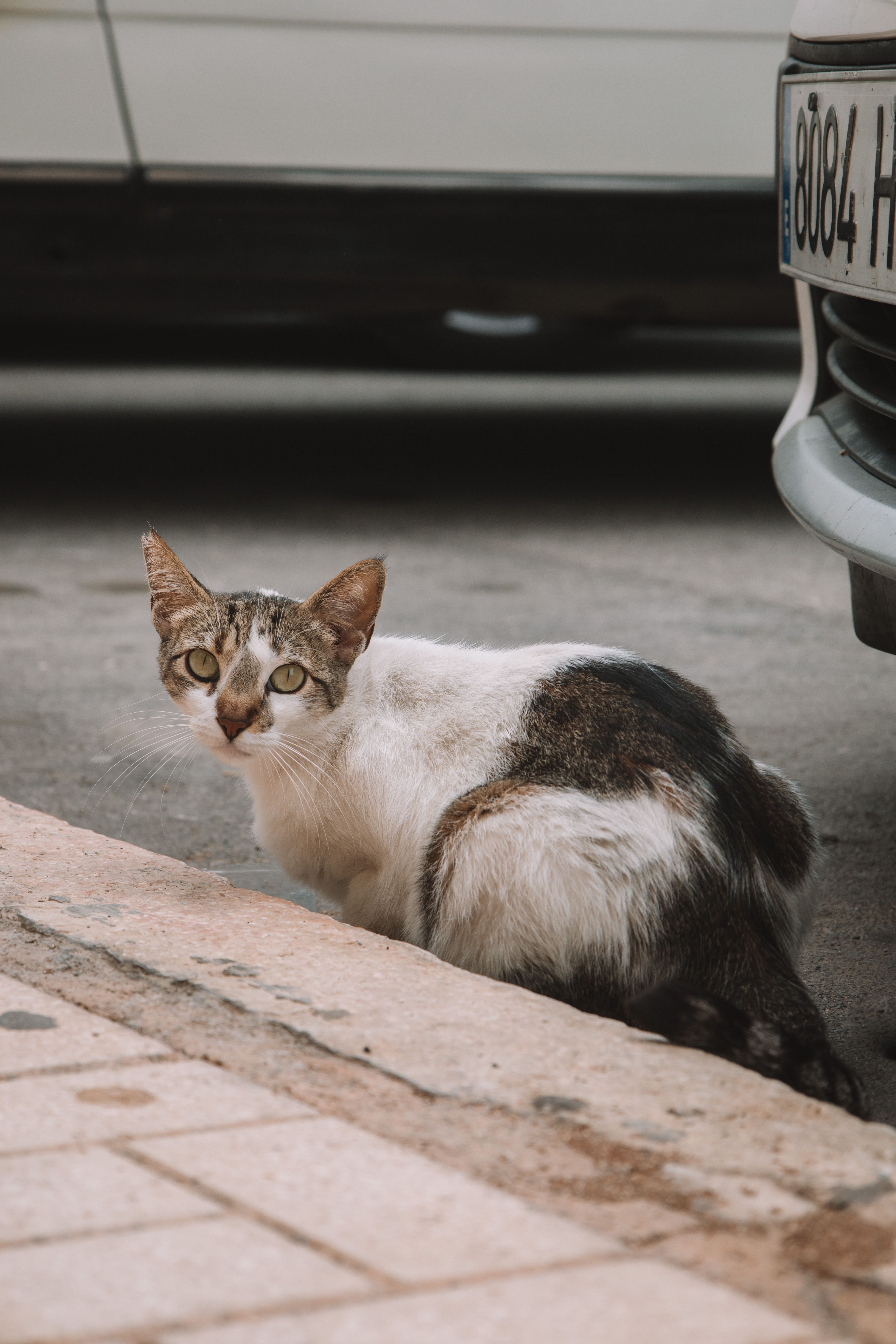 Cat near Sidewalk and Car · Free Stock Photo