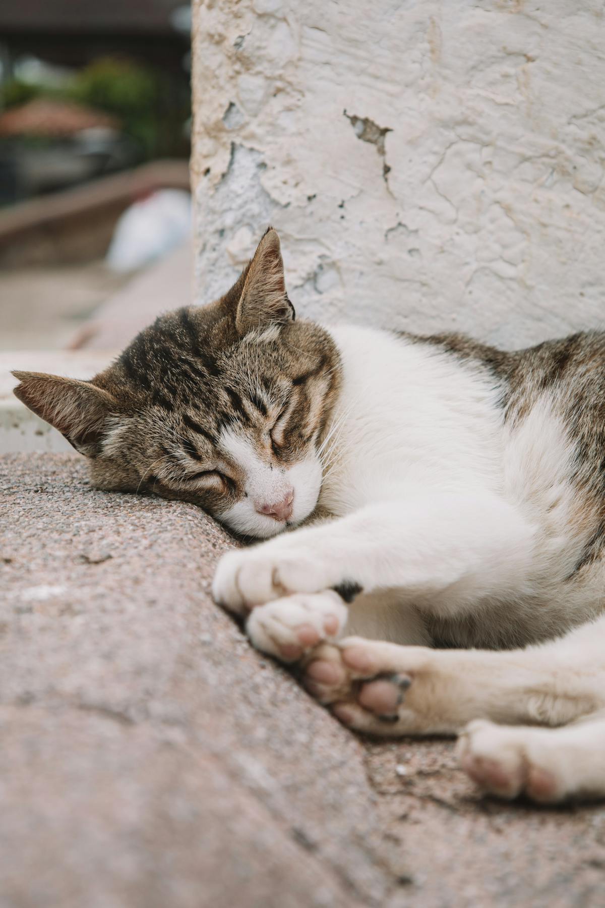 Sleep Cat Wallpaper Photos, Download The BEST Free Sleep Cat Wallpaper ...