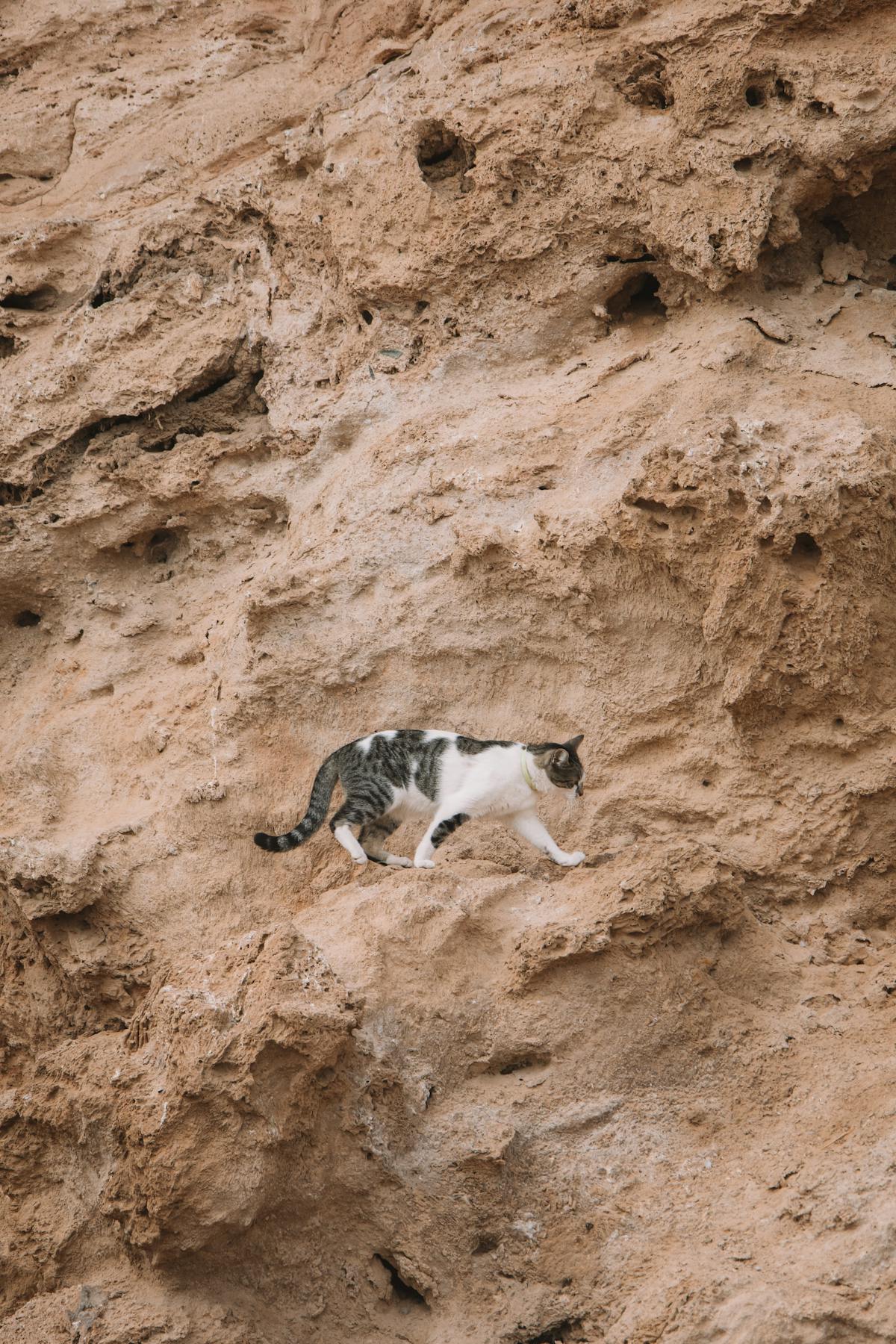 Cat On A Rock Photos, Download The BEST Free Cat On A Rock Stock Photos ...