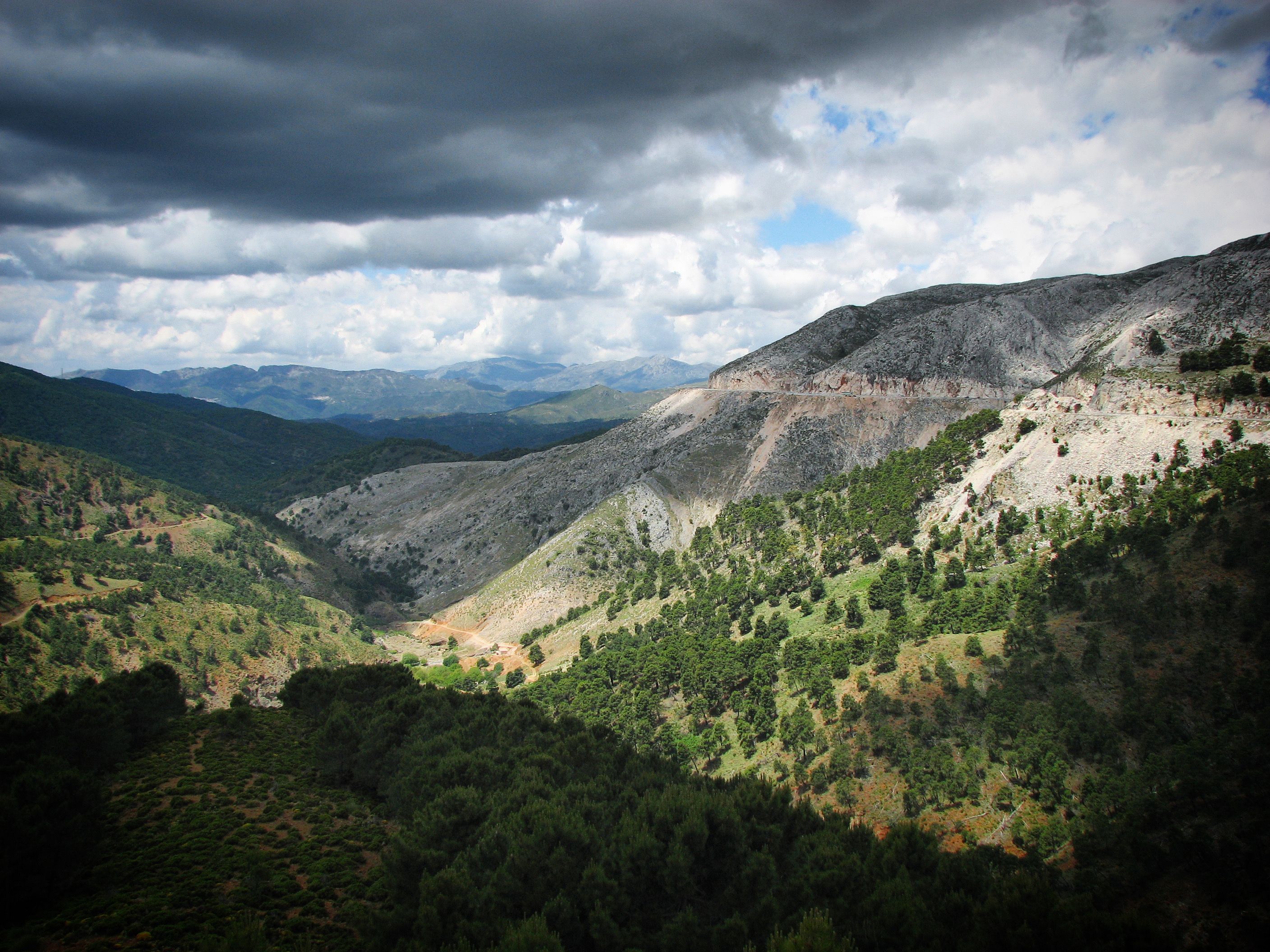 Trees in Valley · Free Stock Photo