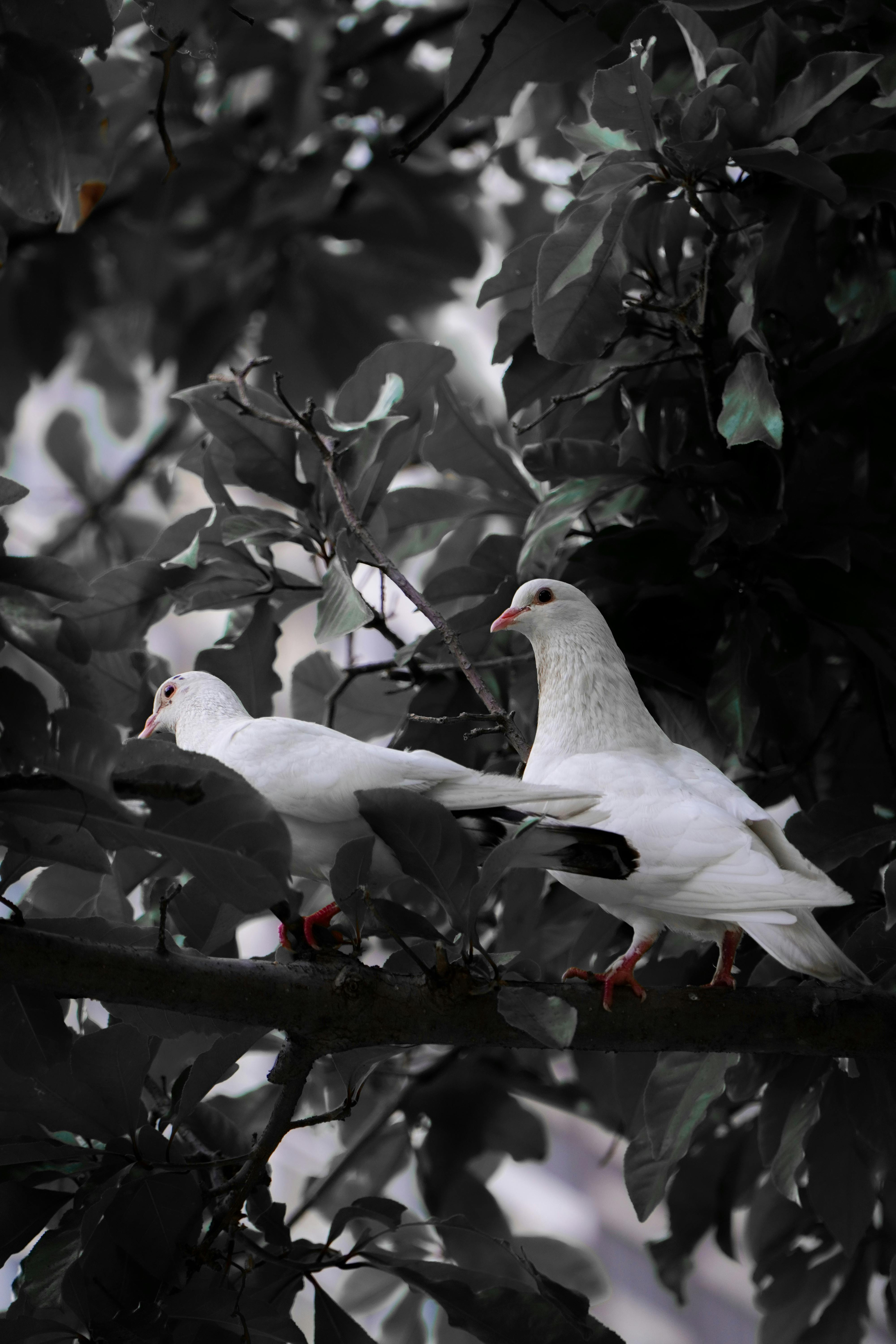 Doves Background Photos, Download The BEST Free Doves Background Stock ...