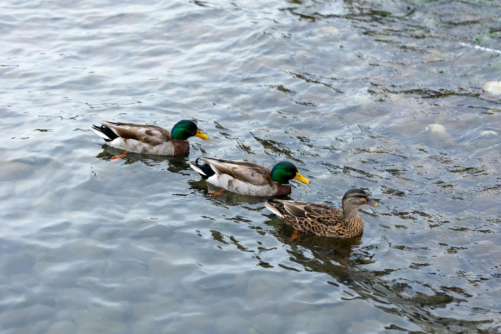 Cahaya Pato Photos, Download The BEST Free Cahaya Pato Stock Photos ...