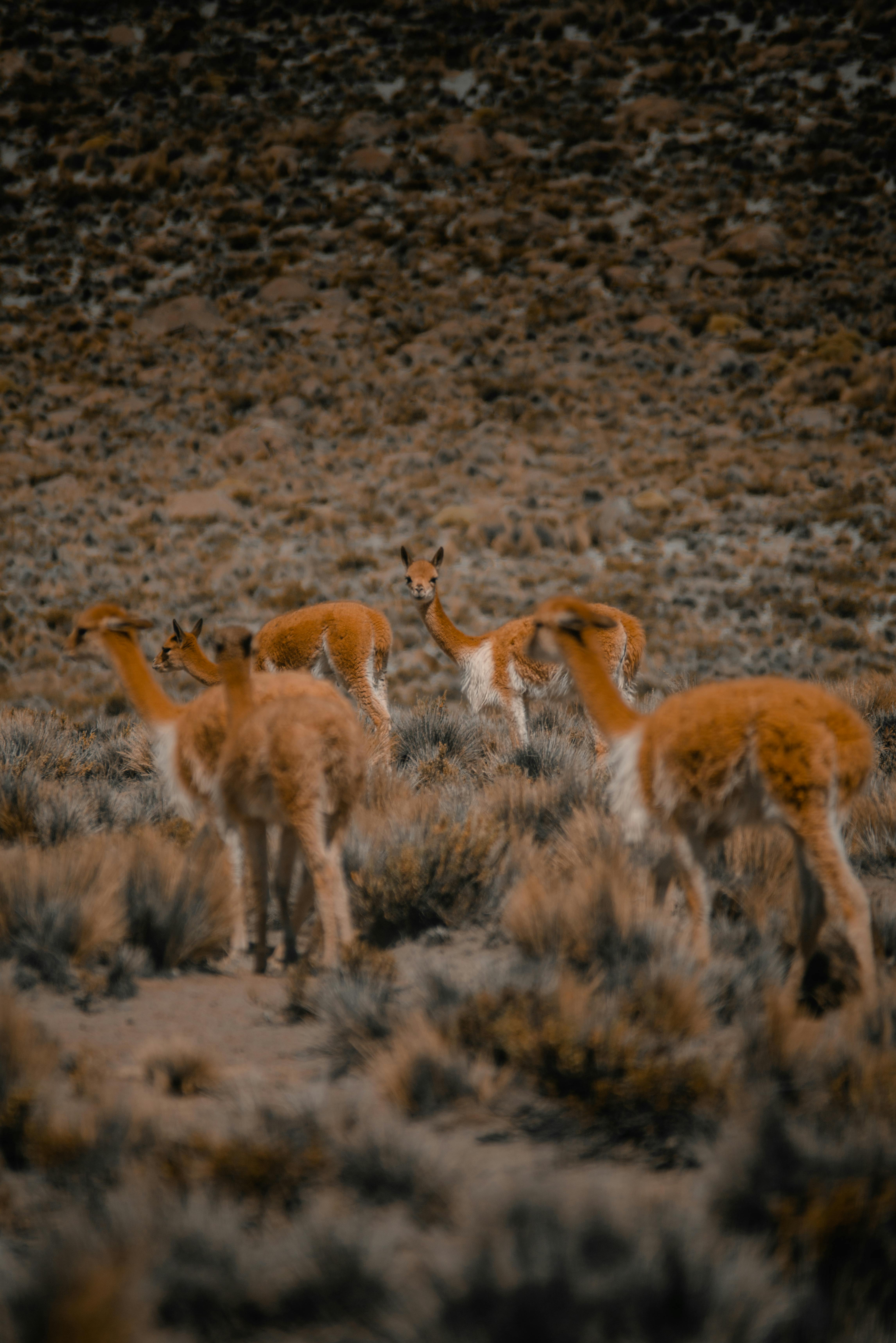 Close-up of Camelids in the Wilderness · Free Stock Photo