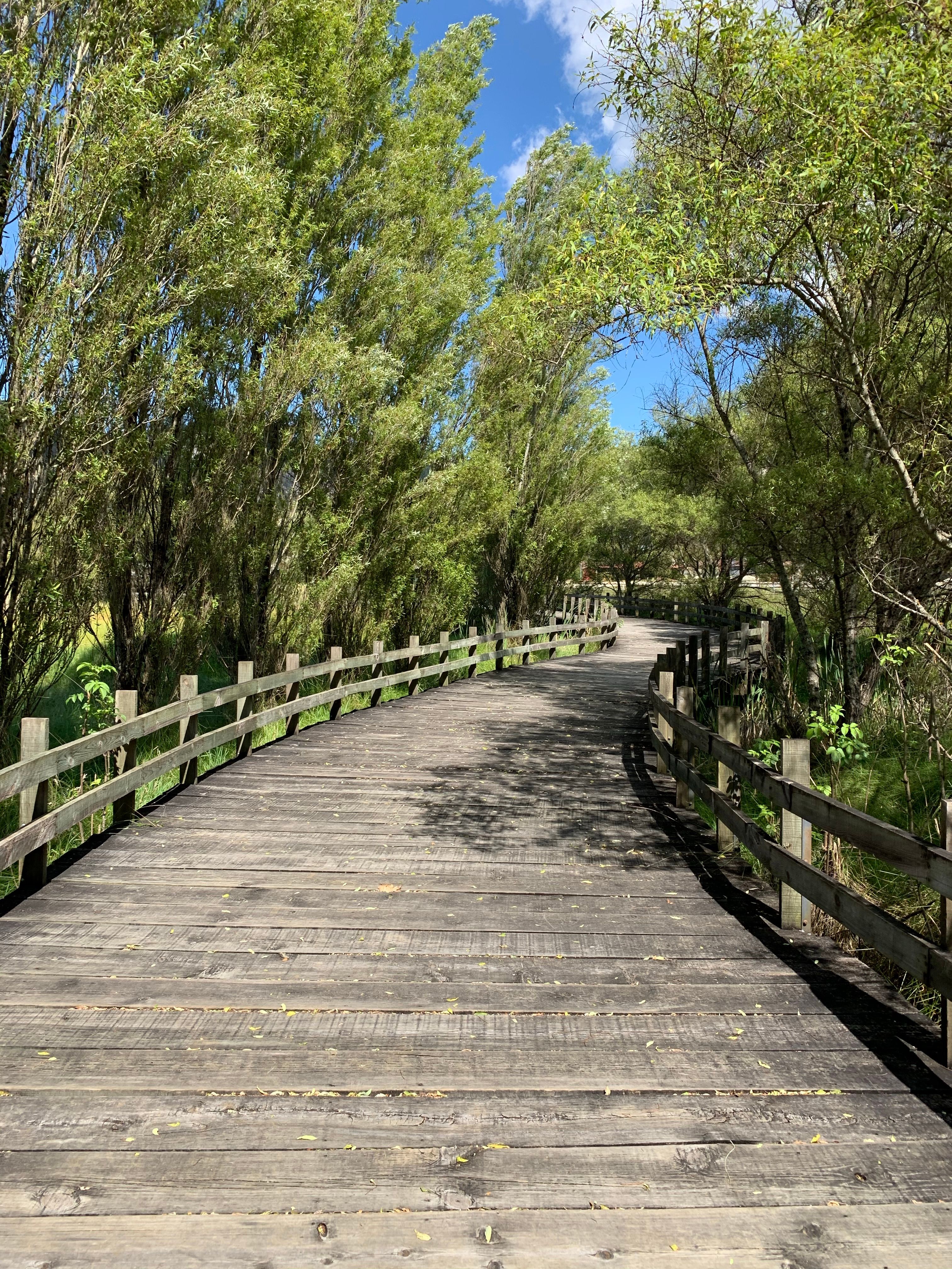 Wooden Walkway among Trees · Free Stock Photo
