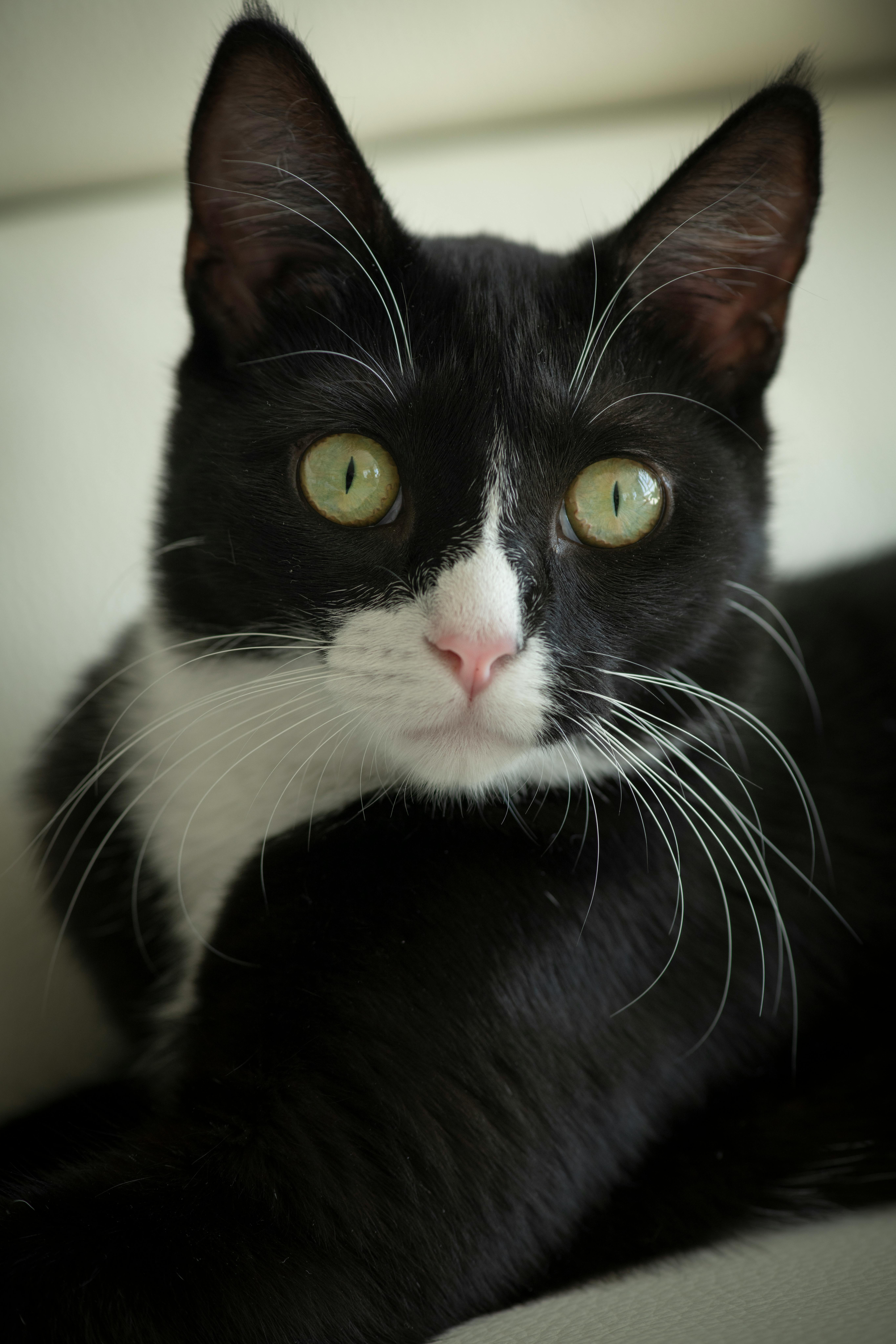 Photography Of White Cat · Free Stock Photo