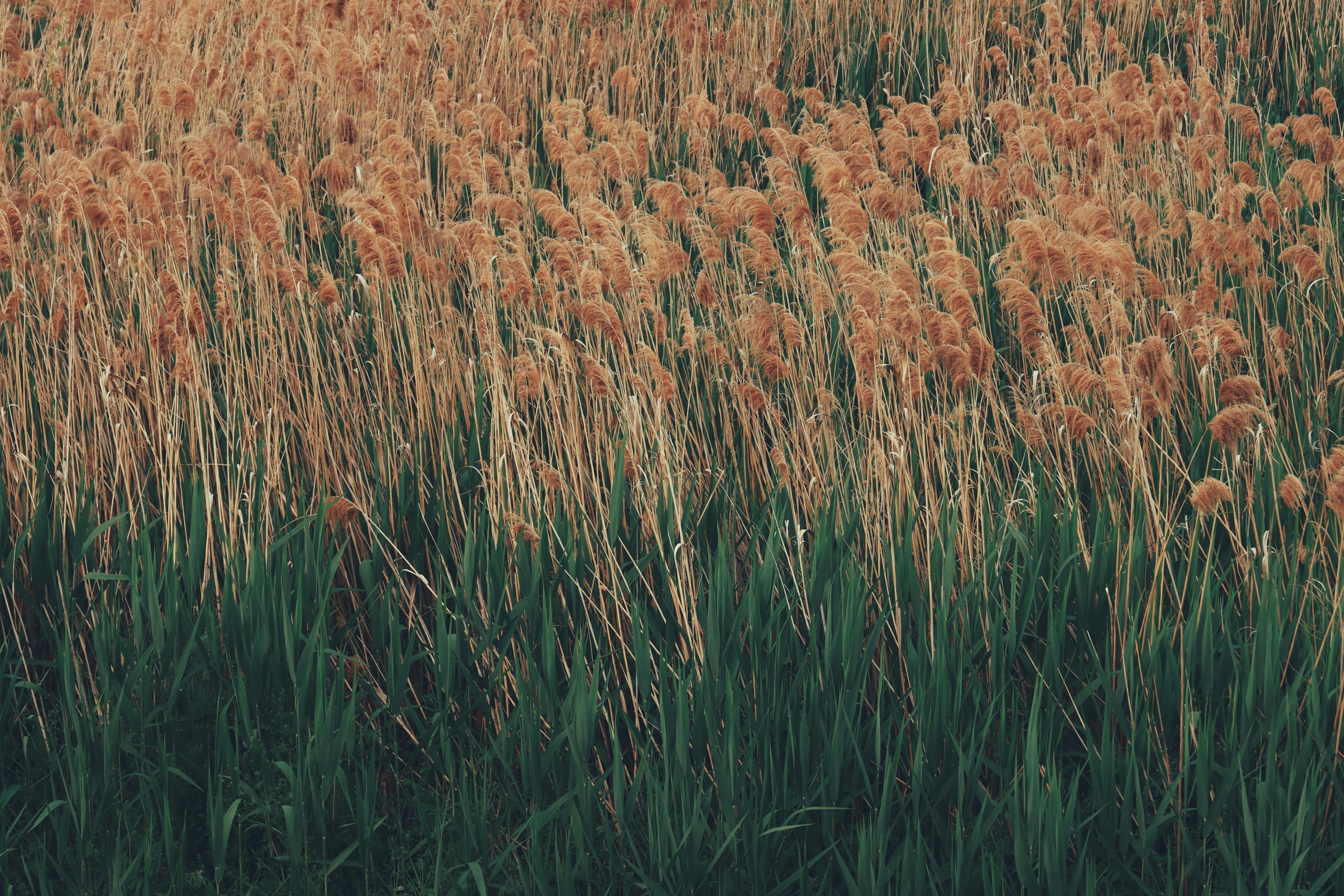 Rushes on Grassland · Free Stock Photo