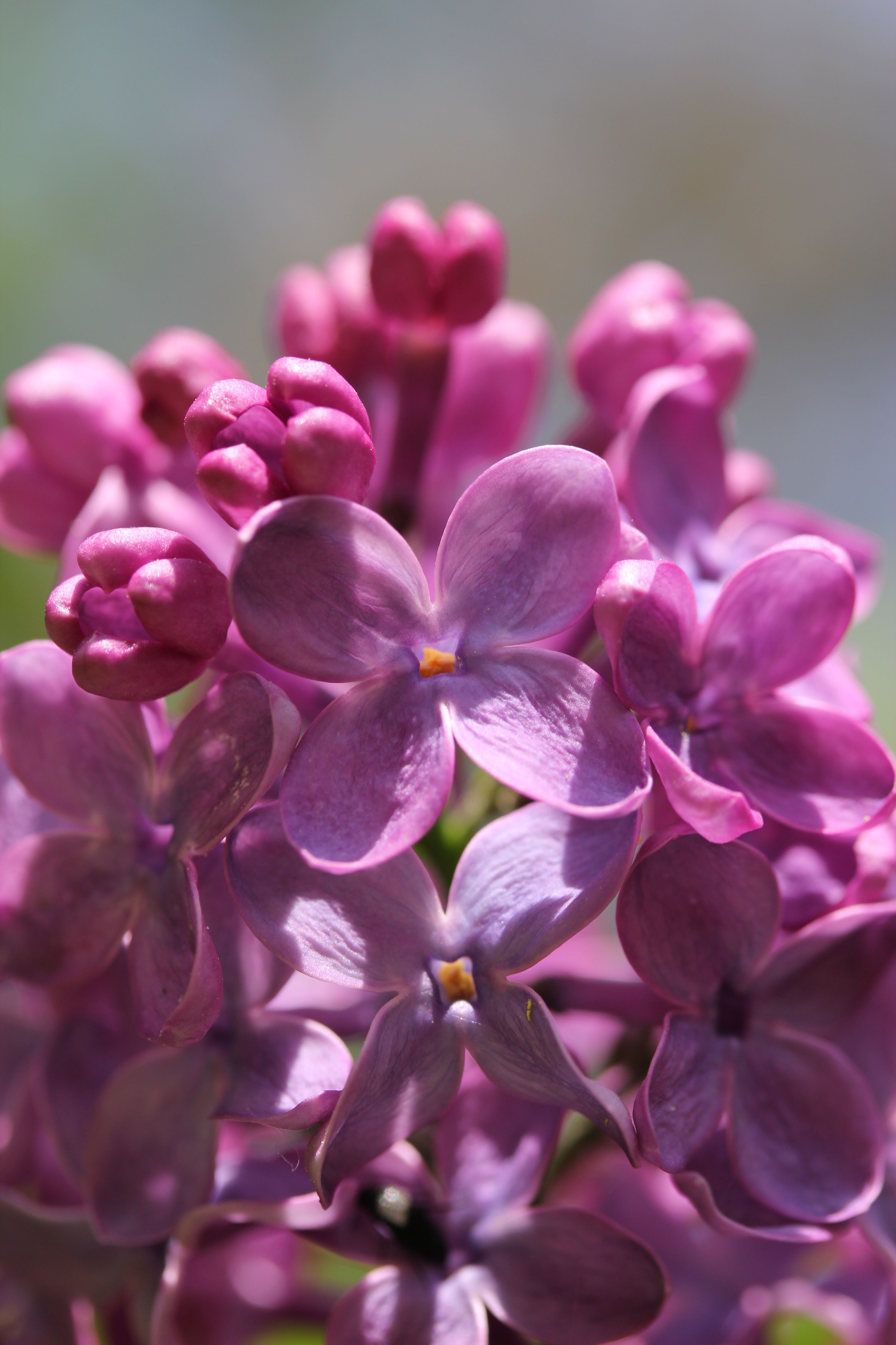 Close Up of Common Lilac Flowers · Free Stock Photo