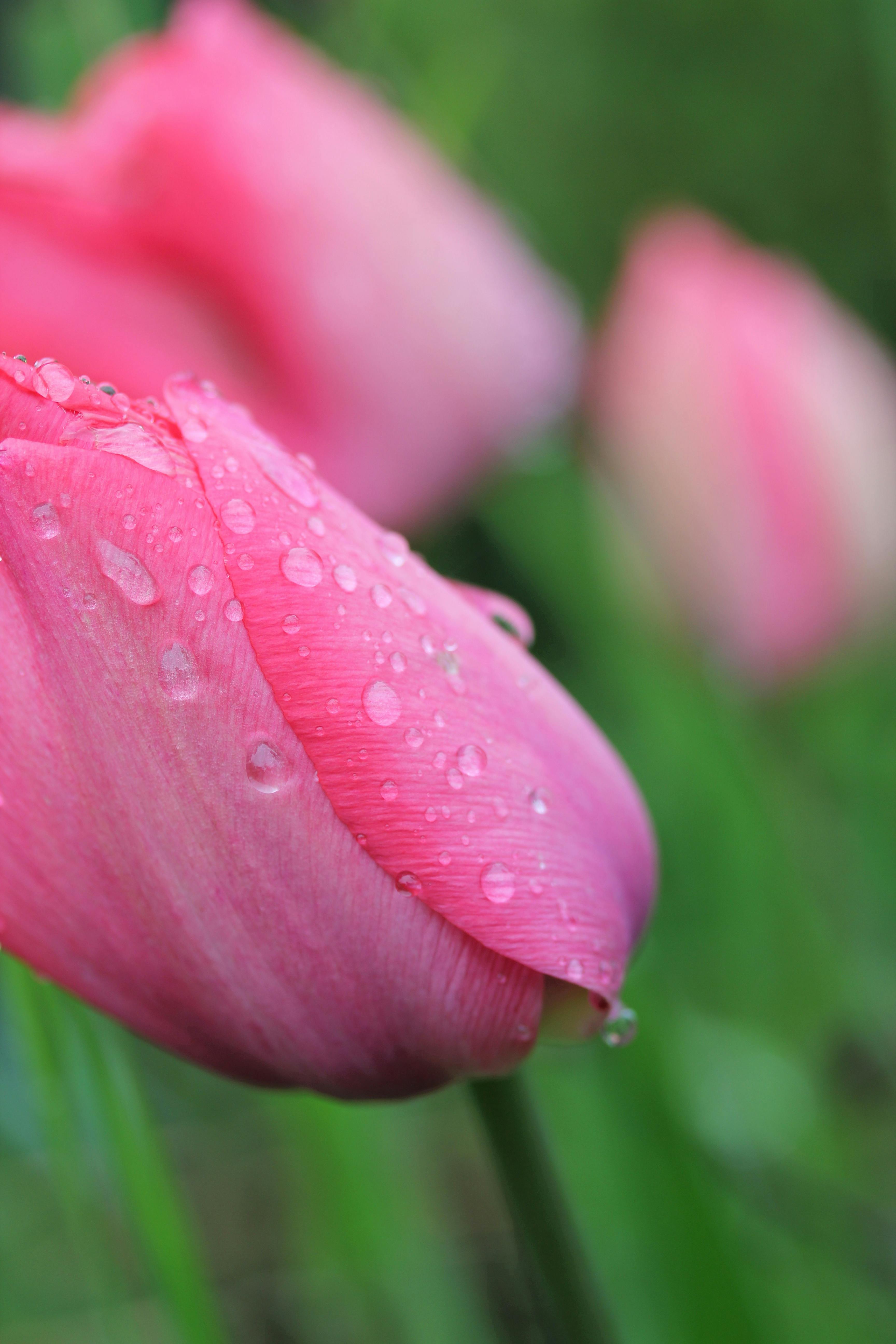 Pink and White Tulips with Water Droplets · Free Stock Photo
