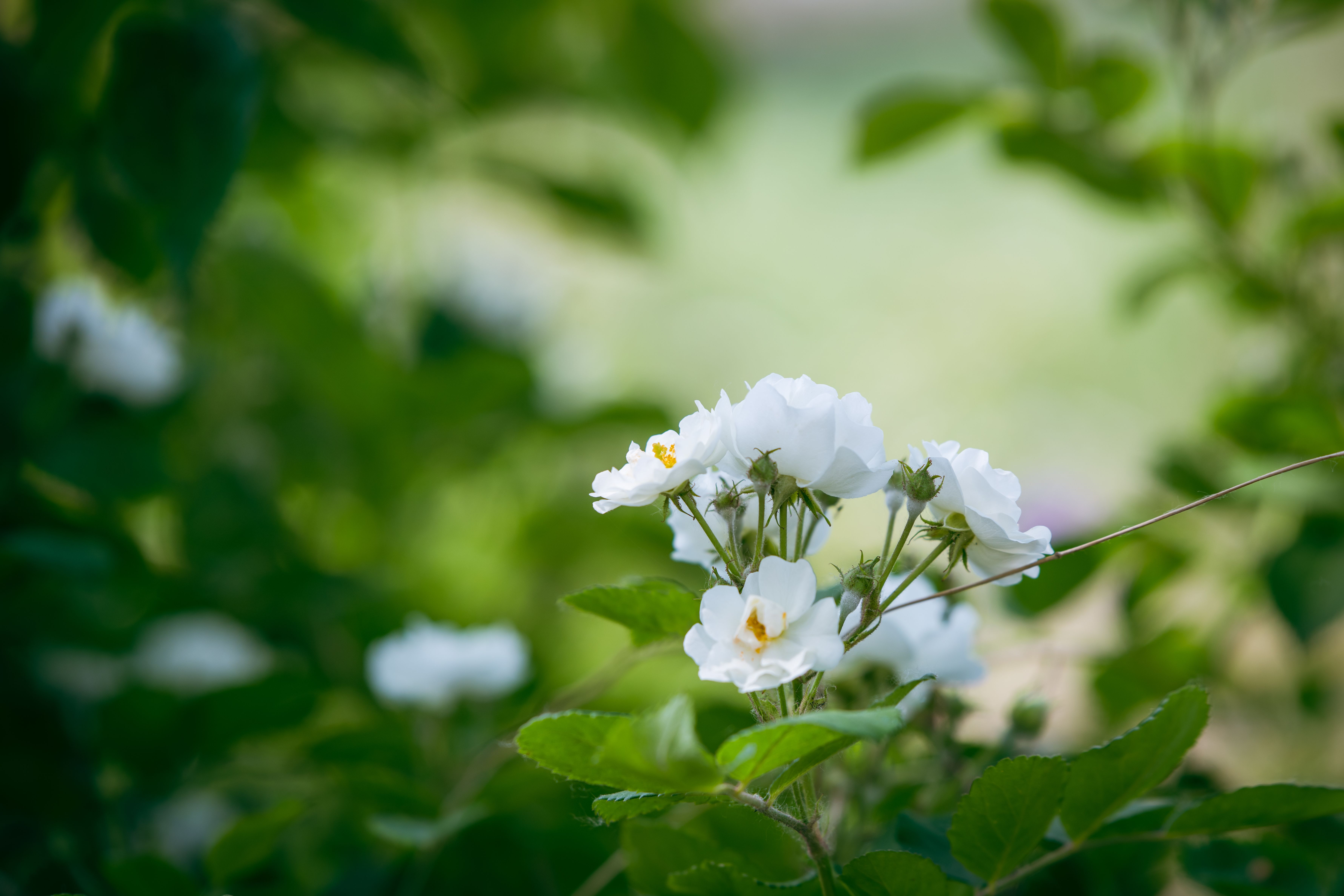 Blooming White Flowers · Free Stock Photo