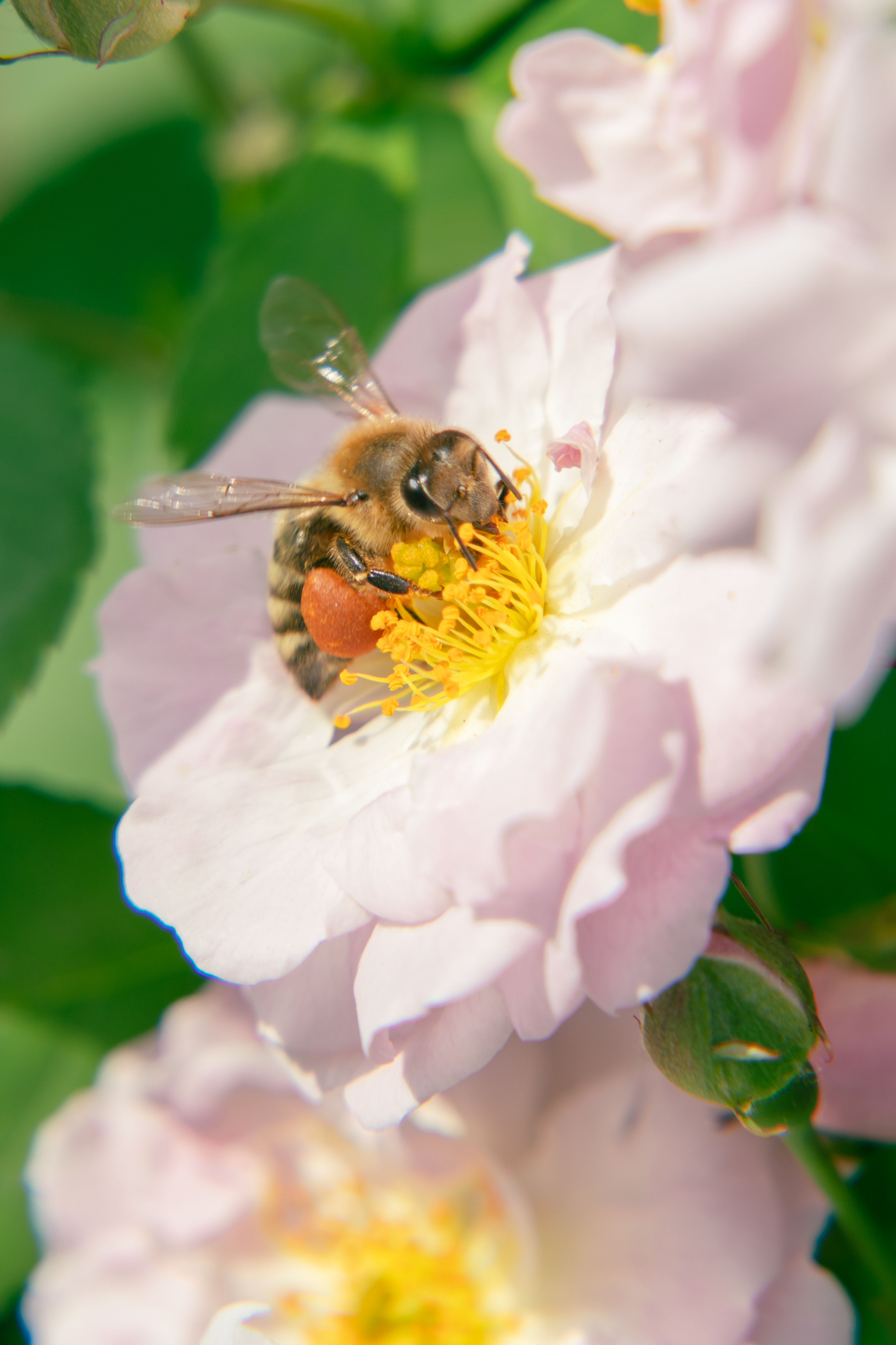 Foto de stock gratuita sobre abeja, al aire libre, amarillo, anatomía ...