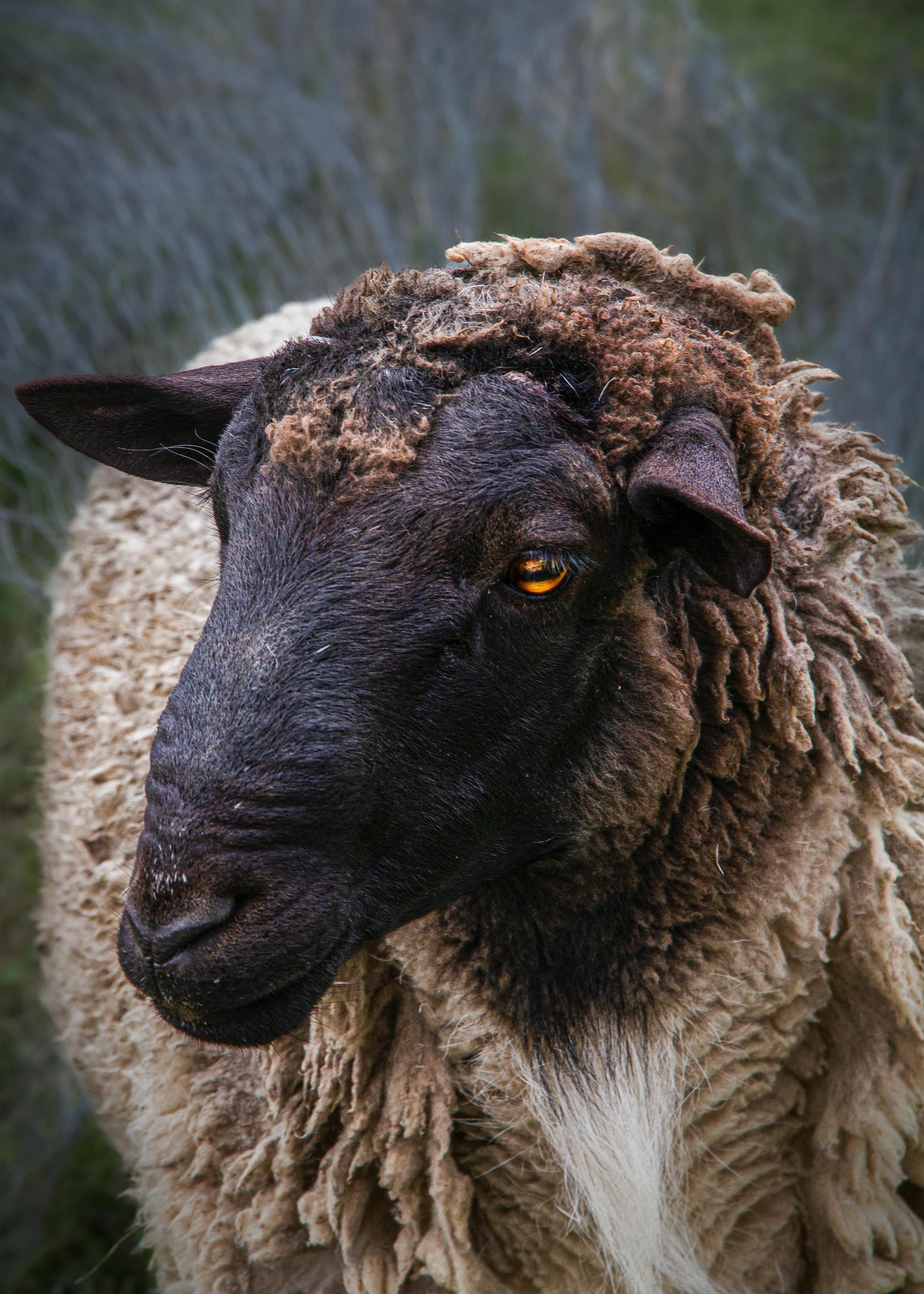 Close up of Sheep · Free Stock Photo